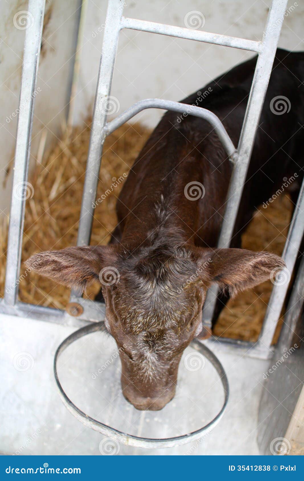 Veal stock photo. Image of barn, meadow, bovine, farming - 35412838