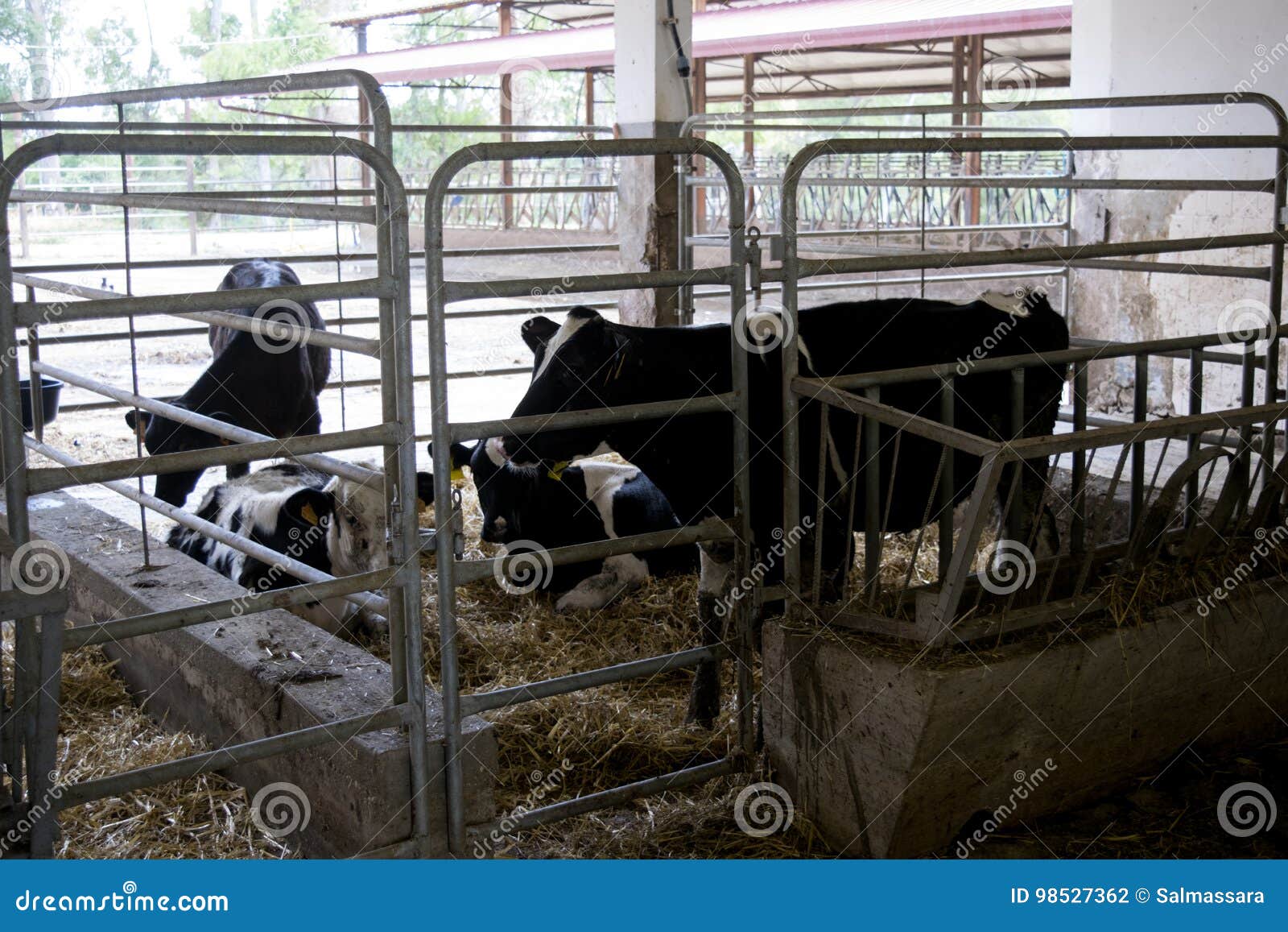 Veals and Cows in a Cowshed Stock Photo - Image of agriculture ...