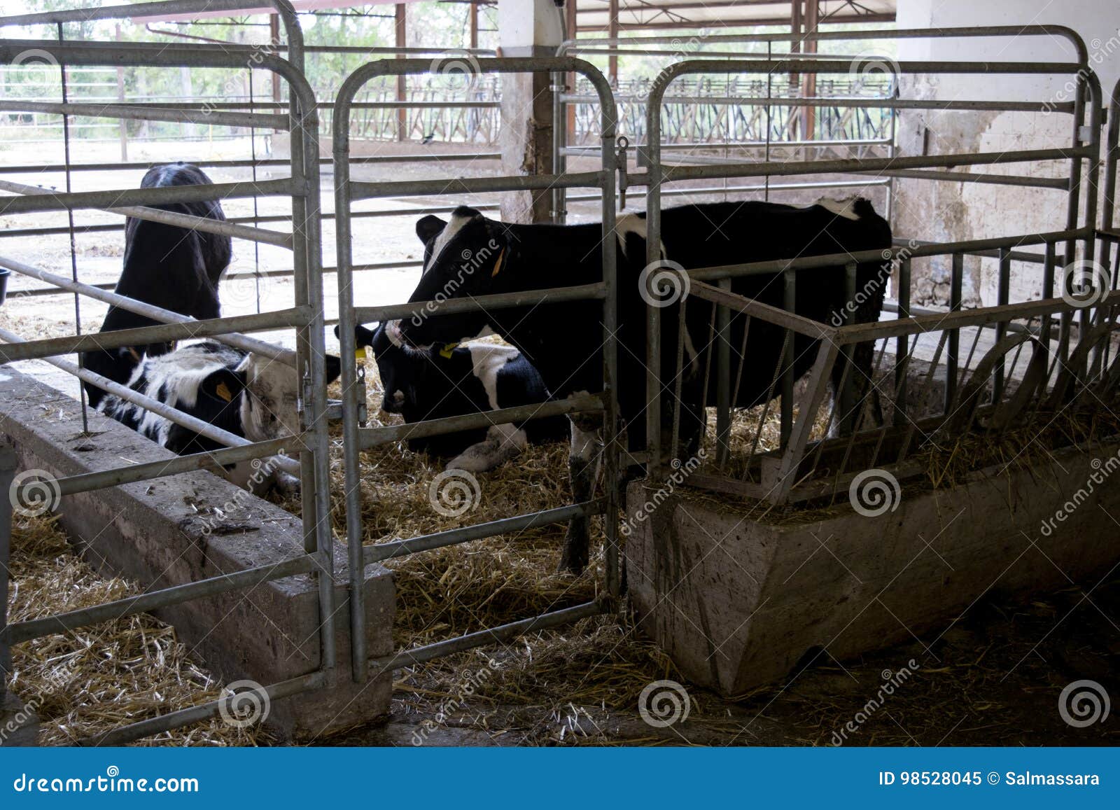 Veals and Cows in a Cowshed Stock Image - Image of livestock, beef ...