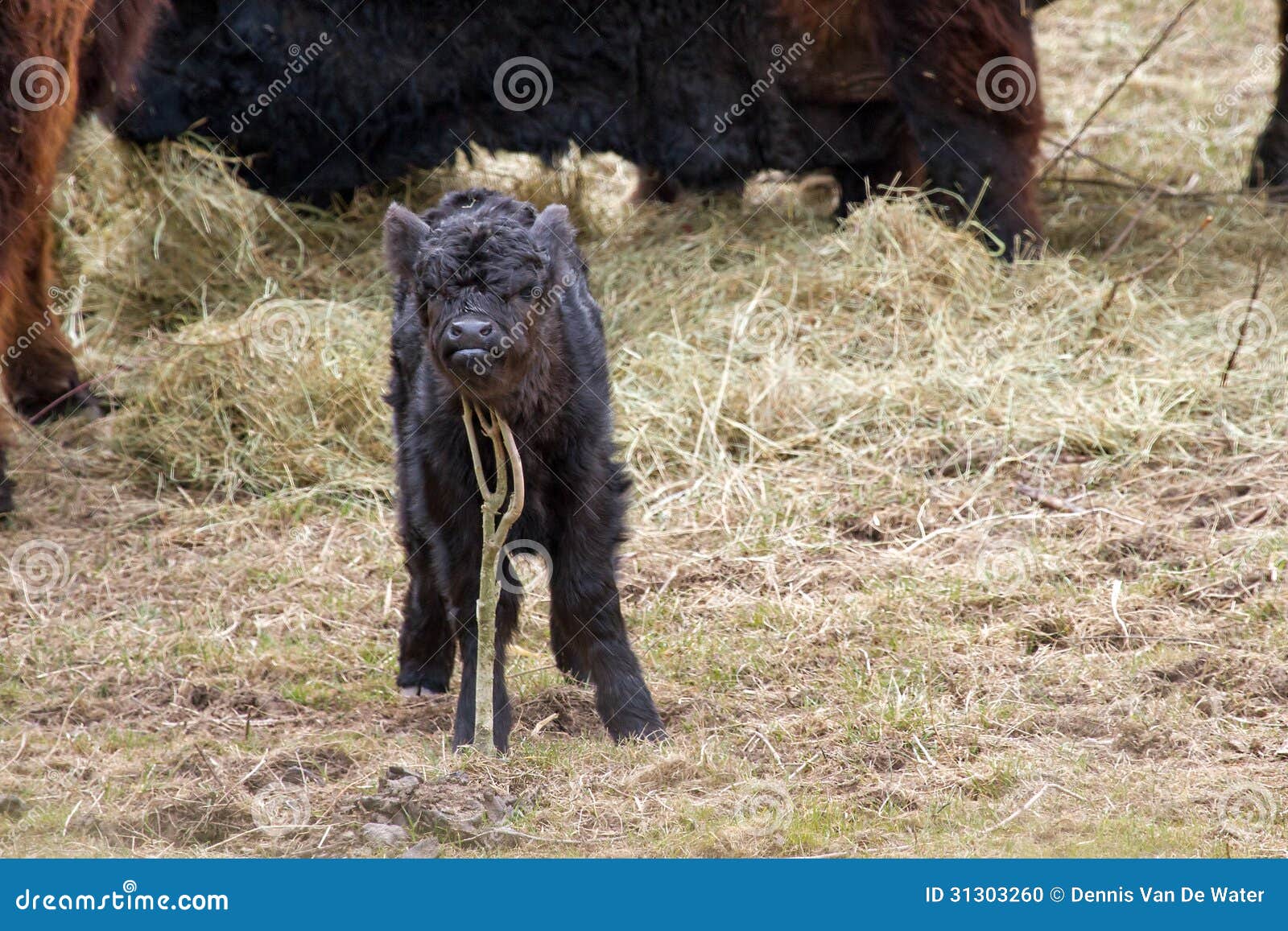 Veau de Galloway photo stock. Image du animaux, vache - 31303260