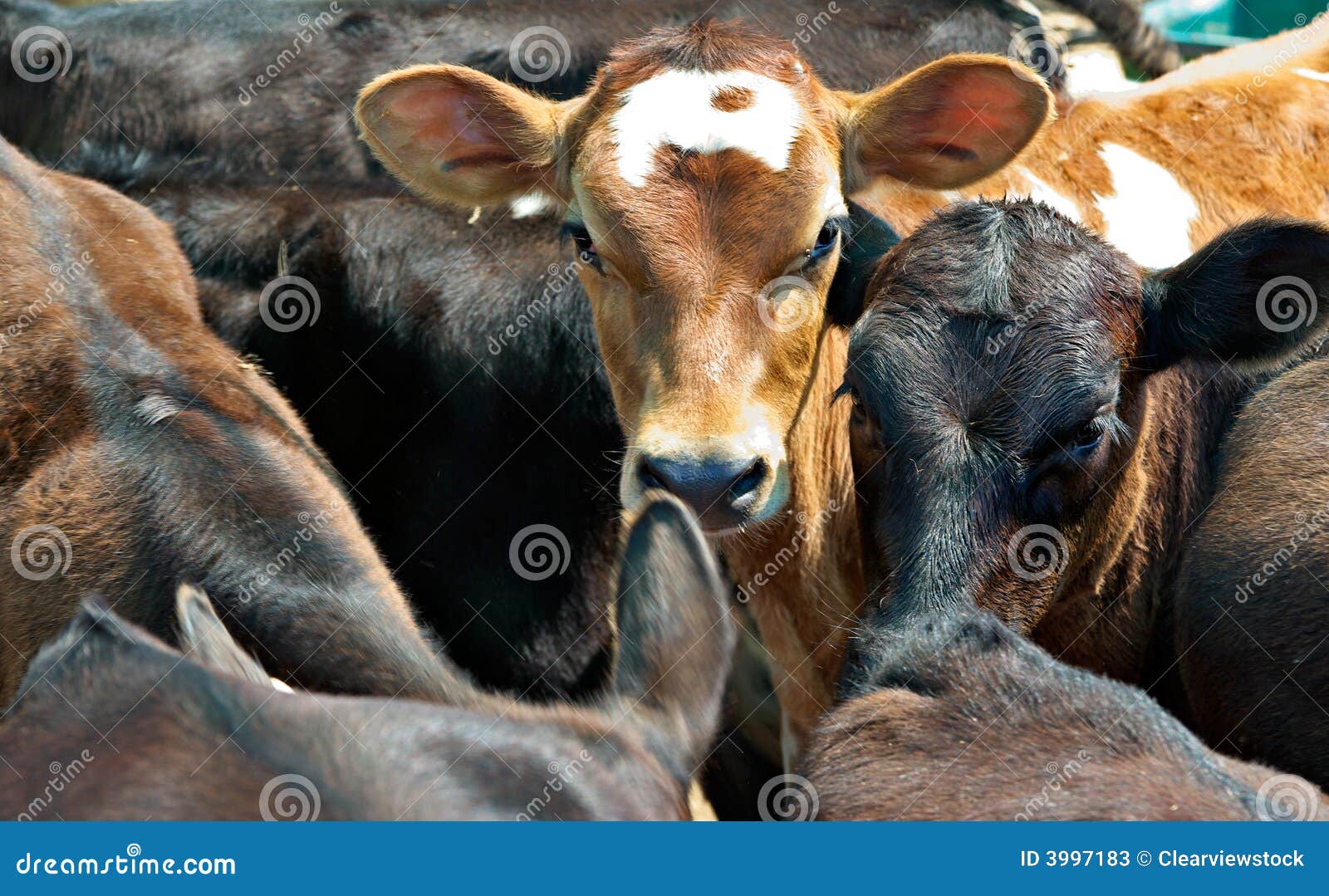 Veaux Ou Vaches Dans Un Fourrage Image stock - Image du courge, veaux ...