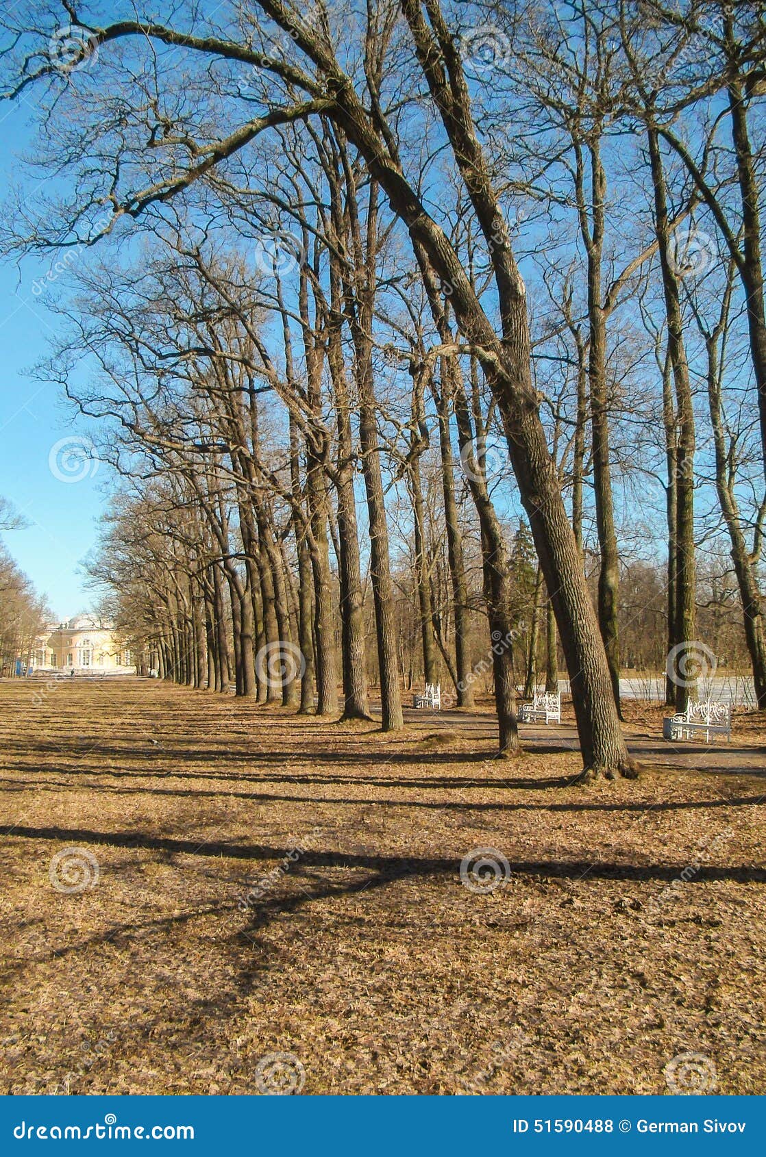 Vecchi alberi alti fotografia stock. Immagine di nave - 51590488