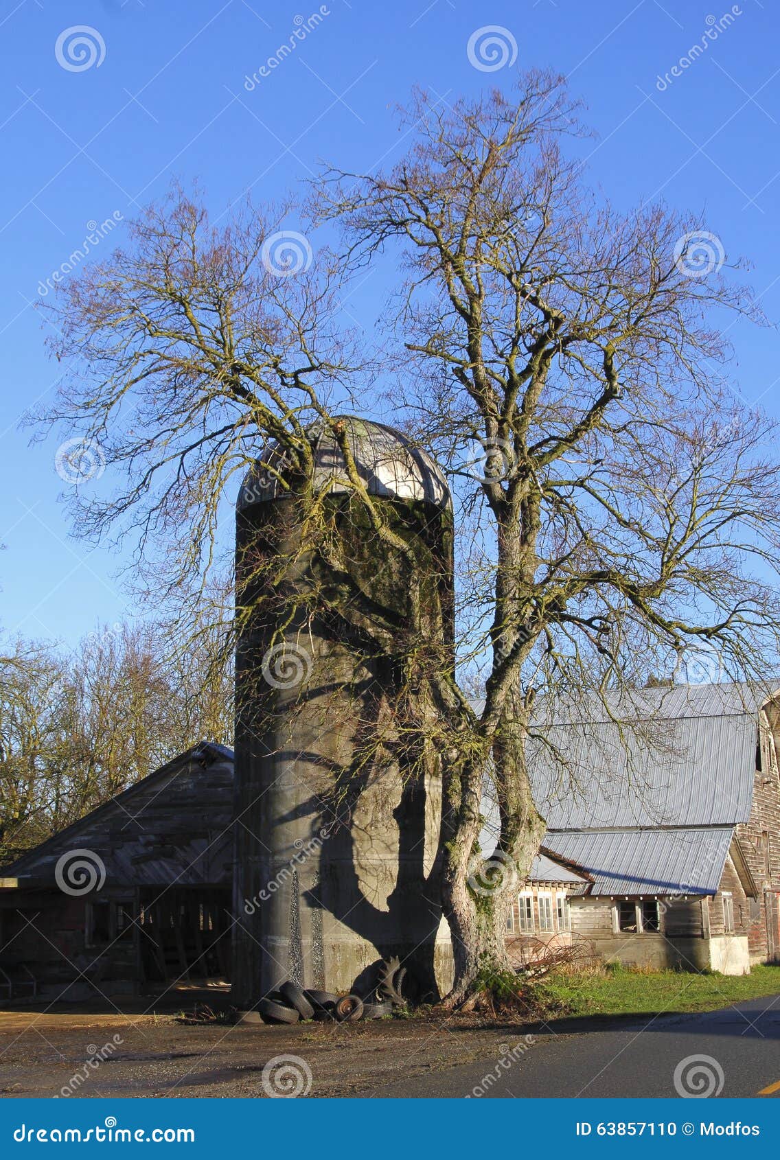 Vecchi, Silo Di Grano Ed Albero Tradizionali Fotografia Stock ...