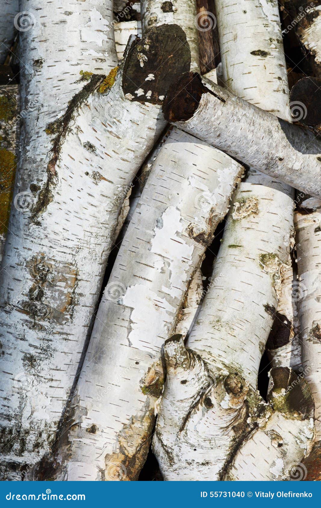 Vecchia Betulla Di Legno Dei Ceppi Fotografia Stock - Immagine di ...