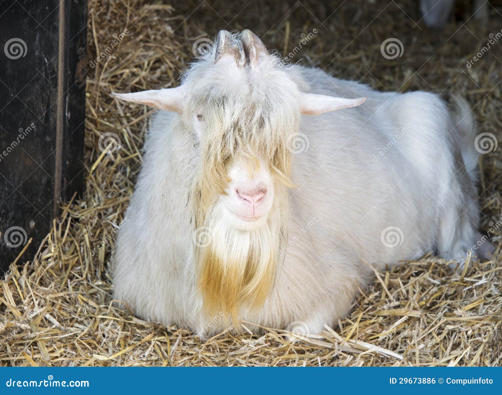Vecchia Capra Sull'azienda Agricola Fotografia Stock - Immagine di ...