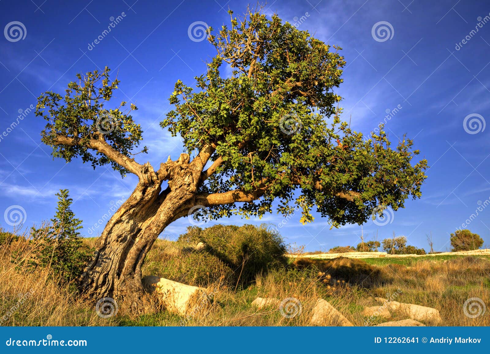 Vecchio albero di carruba immagine stock. Immagine di erba - 12262641