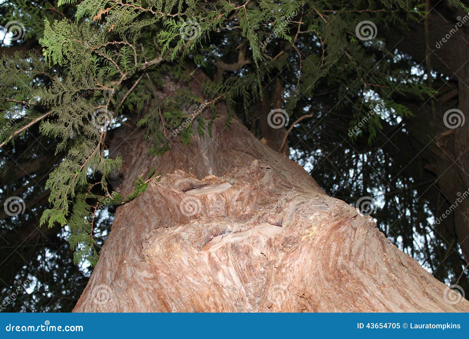 Vecchio albero di cedro immagine stock. Immagine di annotare - 43654705