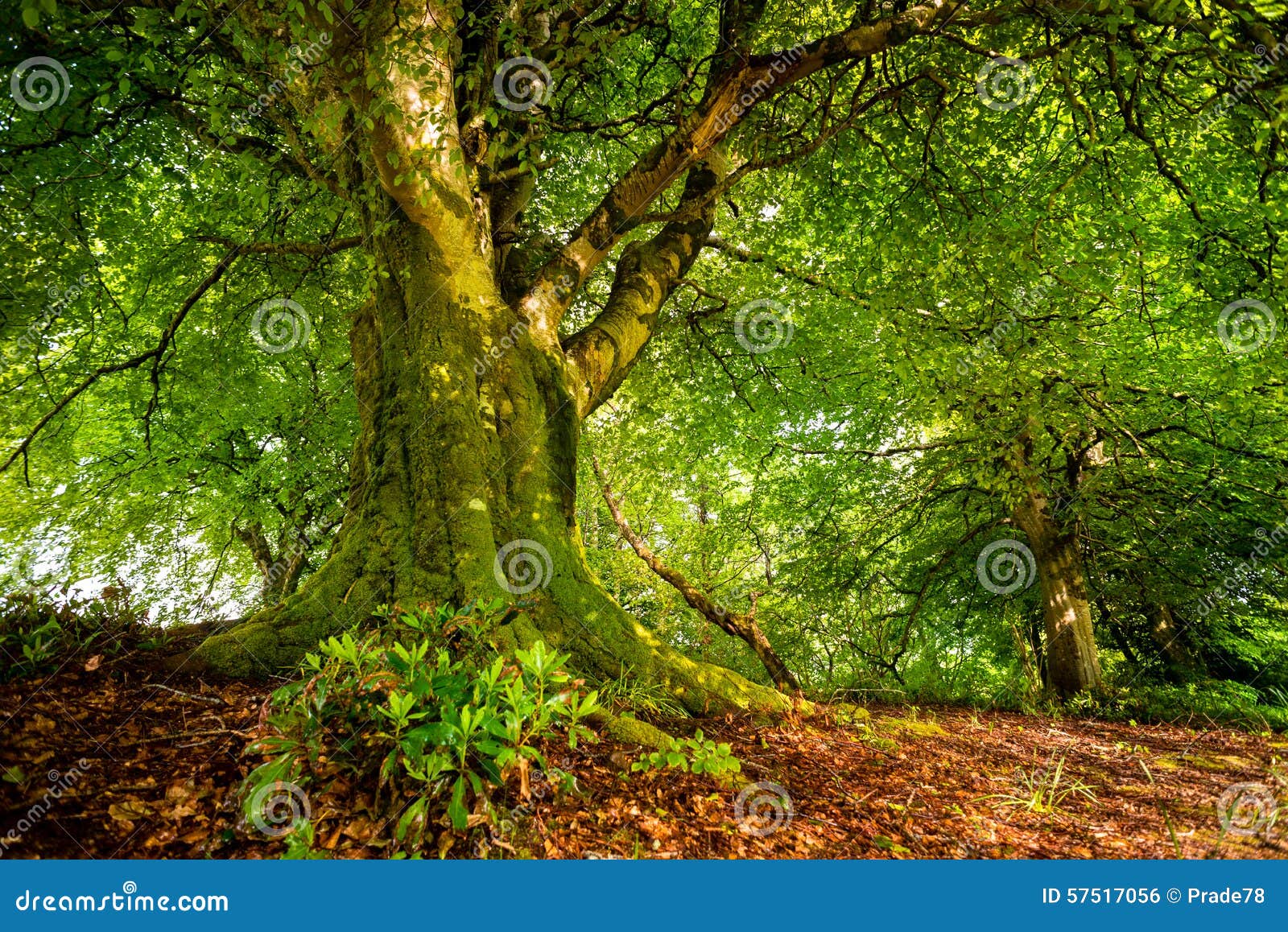 Vecchio Albero in Foresta Scozzese Fotografia Stock - Immagine di verde ...