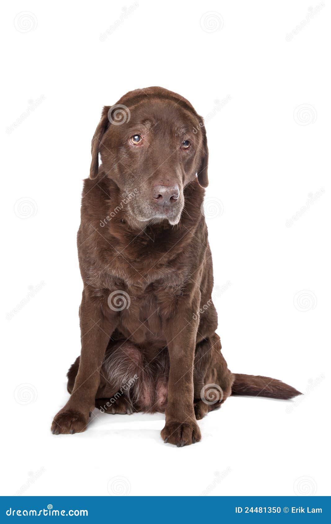 Vecchio Cioccolato Triste Labrador Fotografia Stock - Immagine di ...