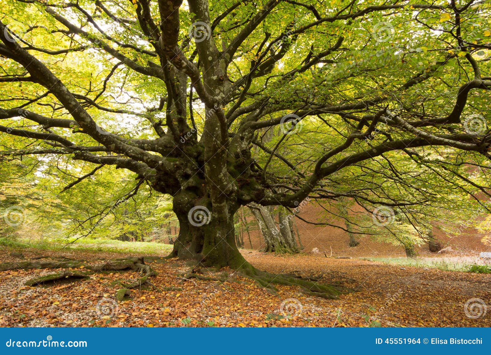 Vecchio Faggio Europeo Massiccio Fotografia Stock - Immagine di nave ...