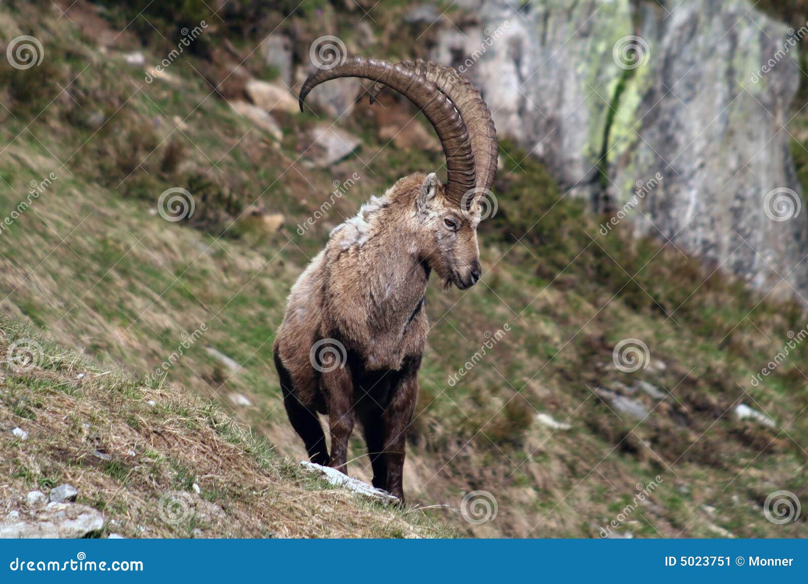 Vecchio Stambecco Del Capra Immagine Stock - Immagine di occhio ...