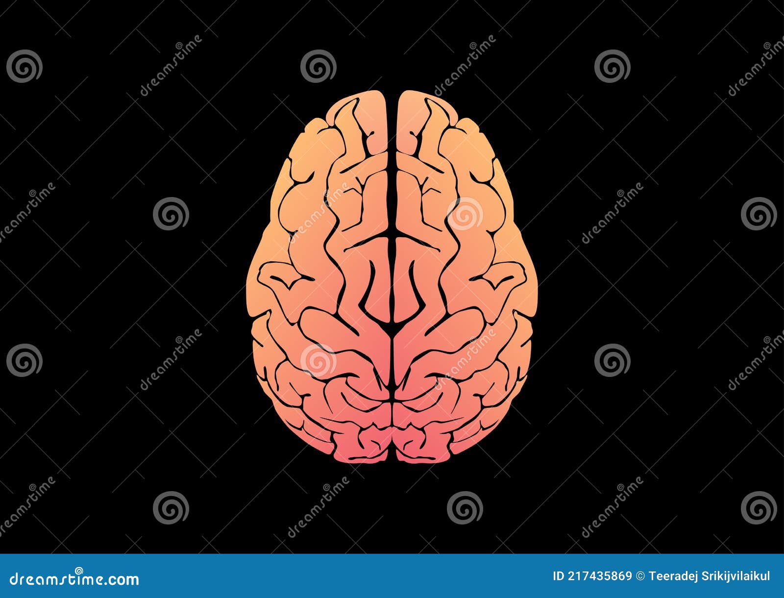 Human Cerebral Cortex Royalty-Free Stock Photography | CartoonDealer ...