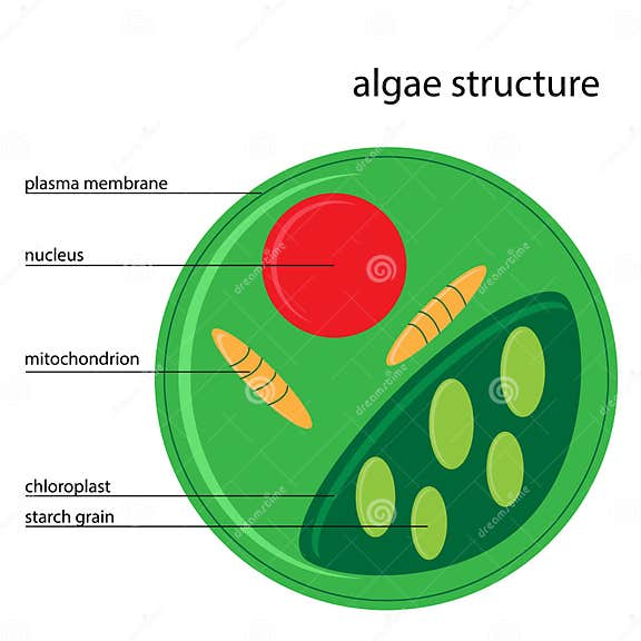 Vector algae structure stock vector. Illustration of cell - 50154427