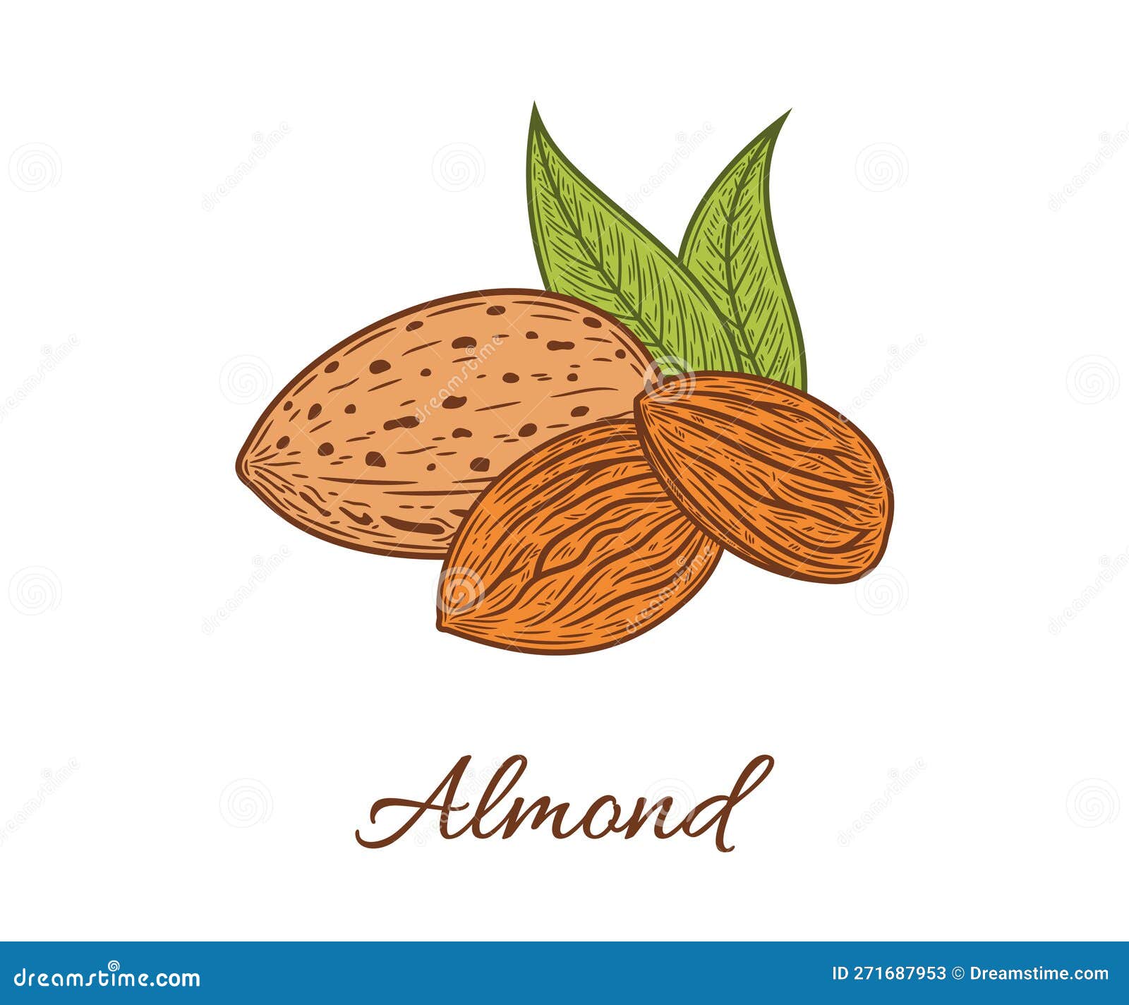 Vector Almond Hand-drawn Illustration Stock Vector - Illustration of ...