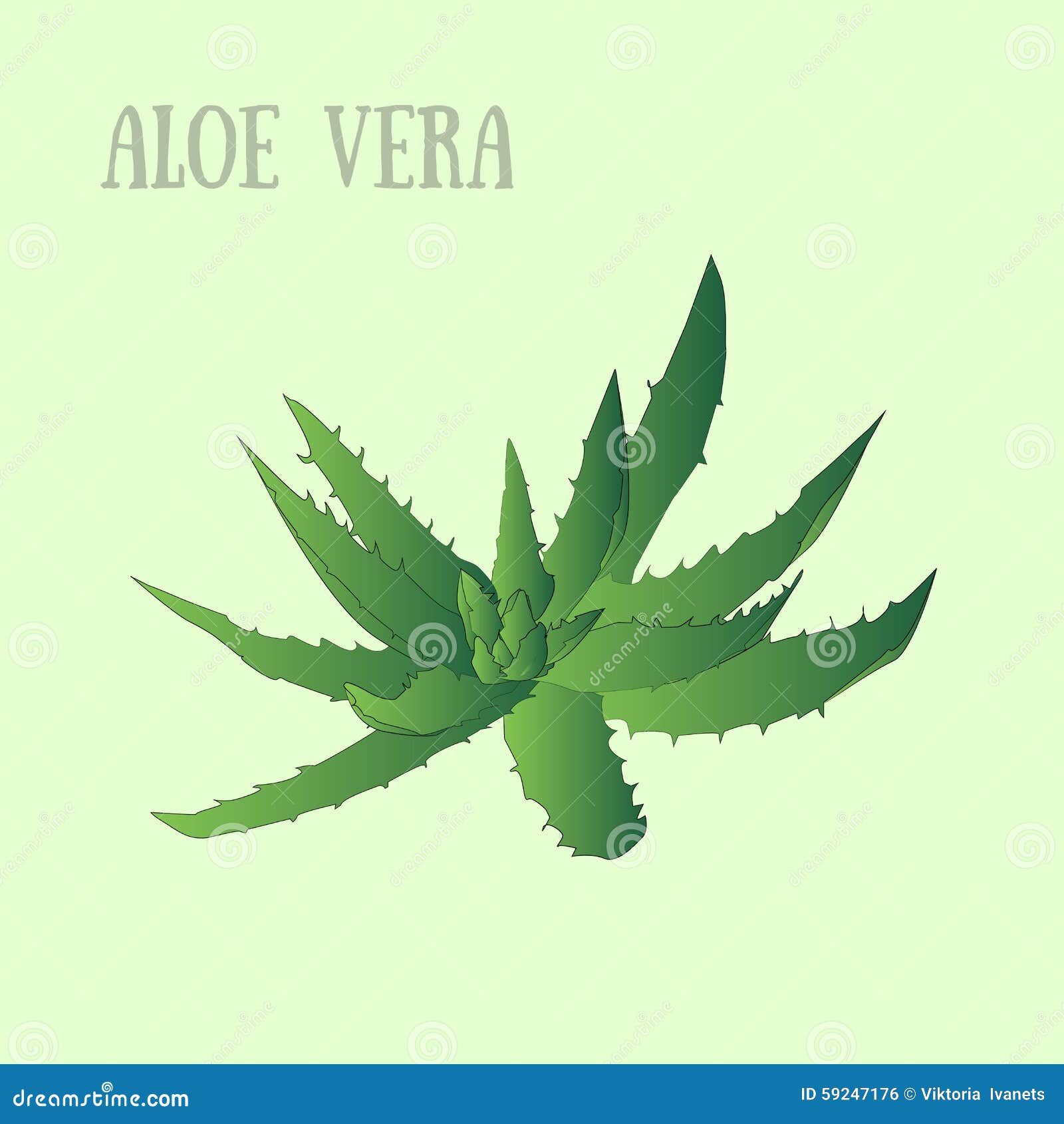 Vector aloe vera in pot stock vector. Illustration of green - 59247176