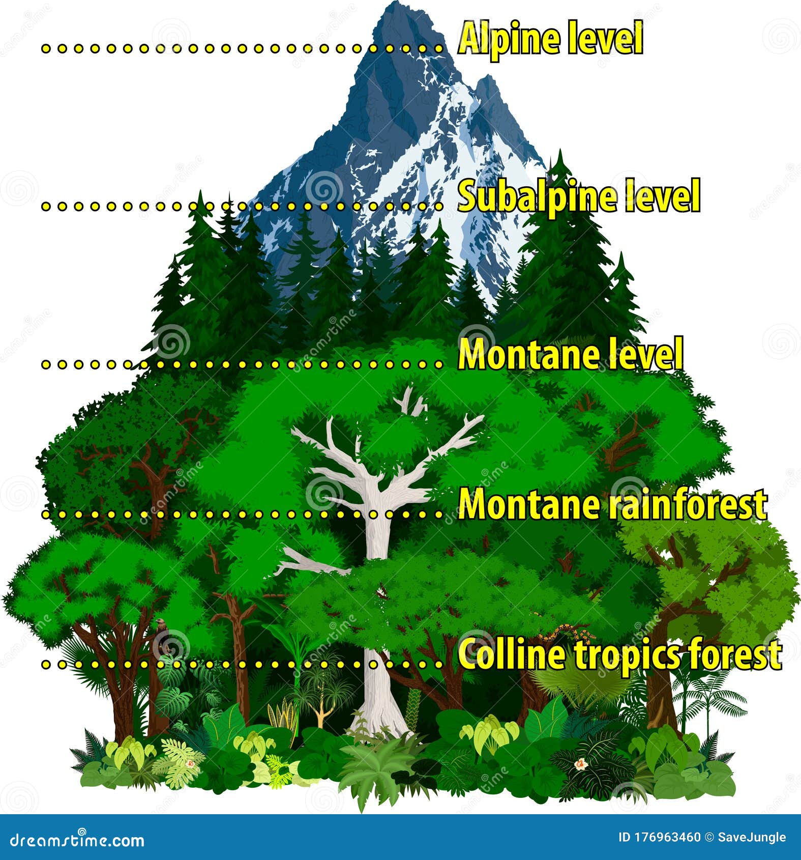 Vector Altitudinal Zonation In Mountains Forest And Rainforest And ...