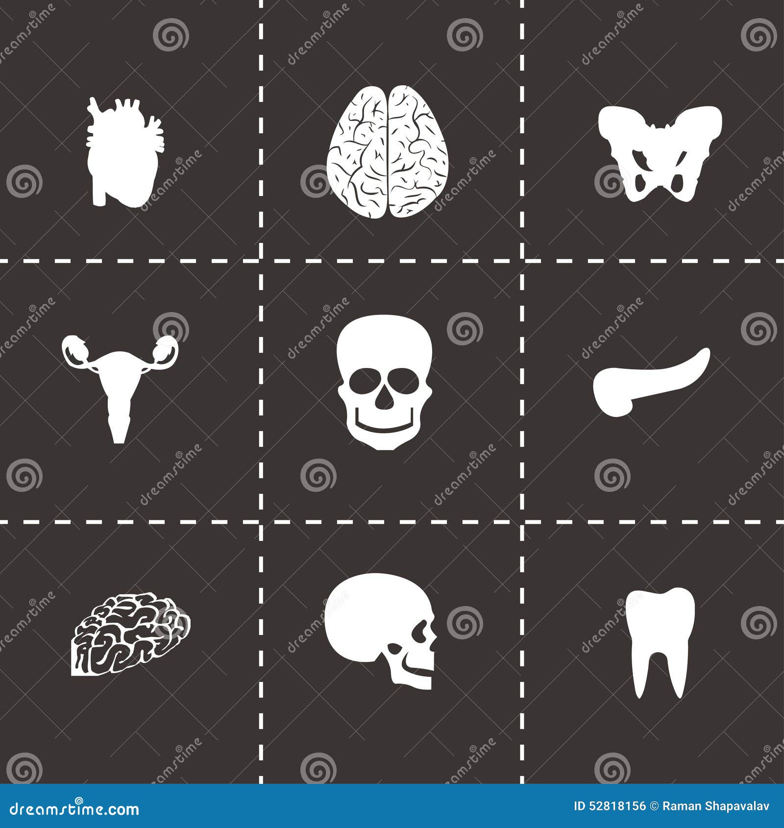 Vector anatomy icons set stock vector. Illustration of internal - 52818156