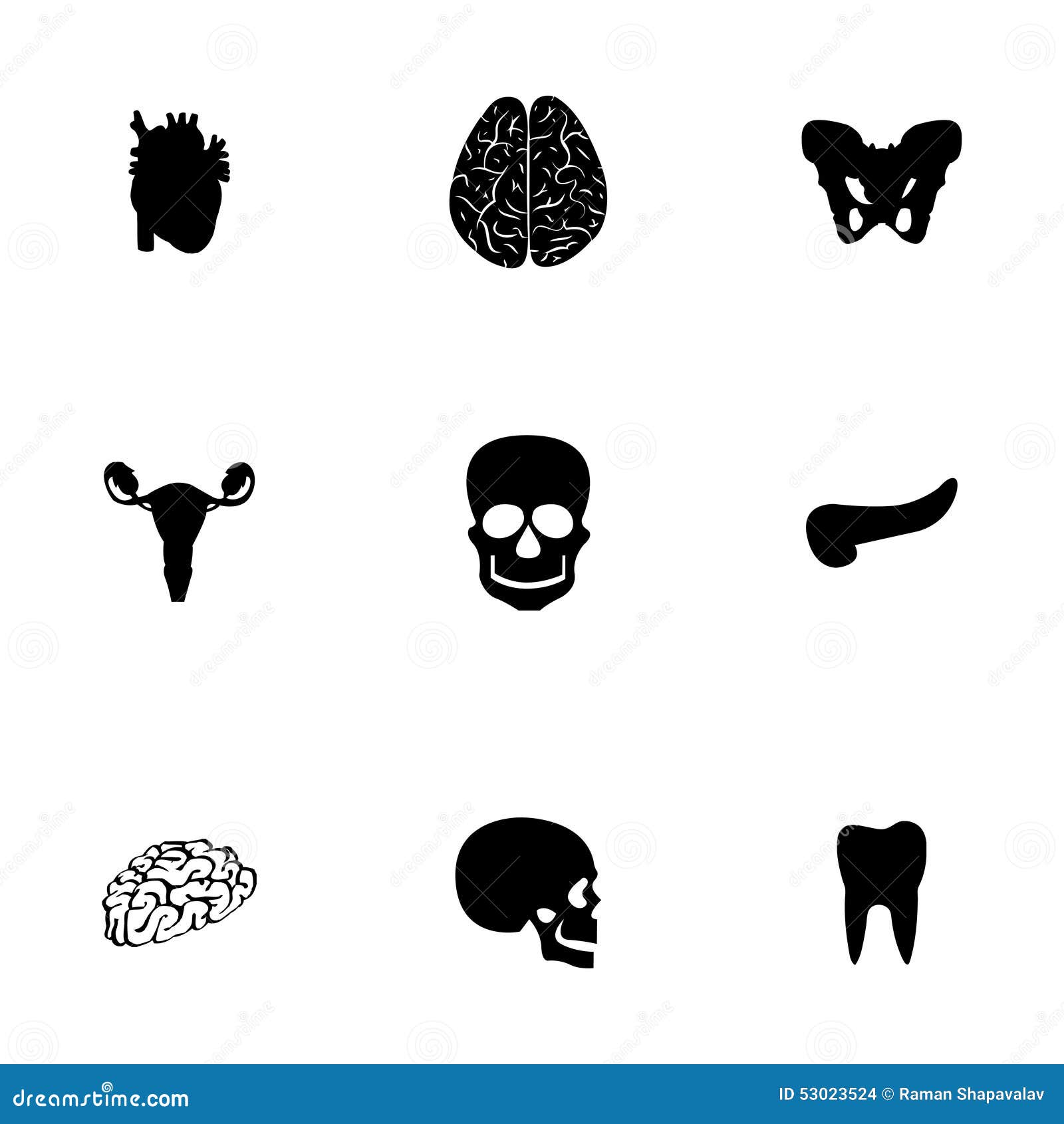 Anatomy Icons Set Vector Illustration | CartoonDealer.com #60232440