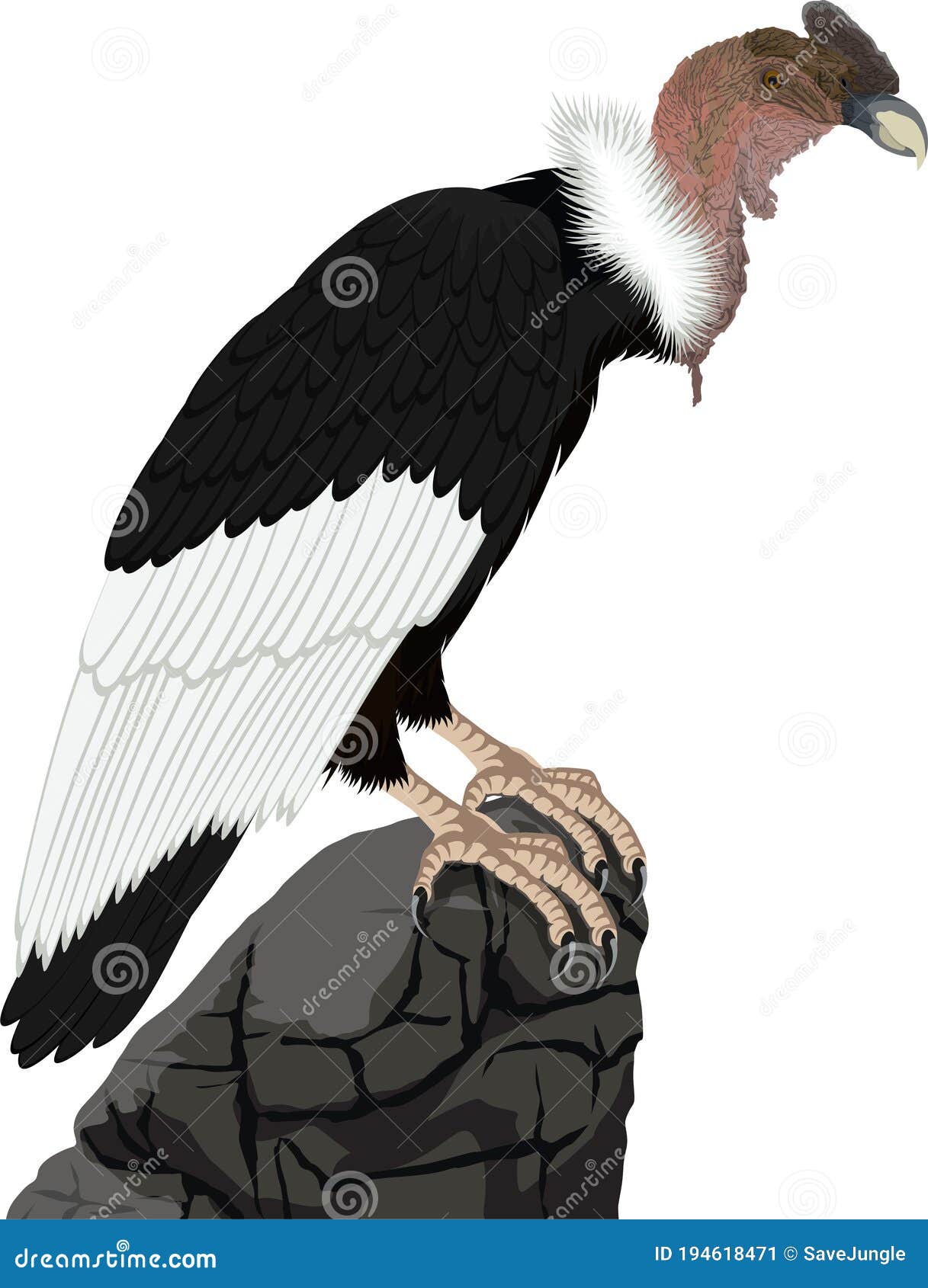 Andean Condor Illustration Vector | CartoonDealer.com #138169012