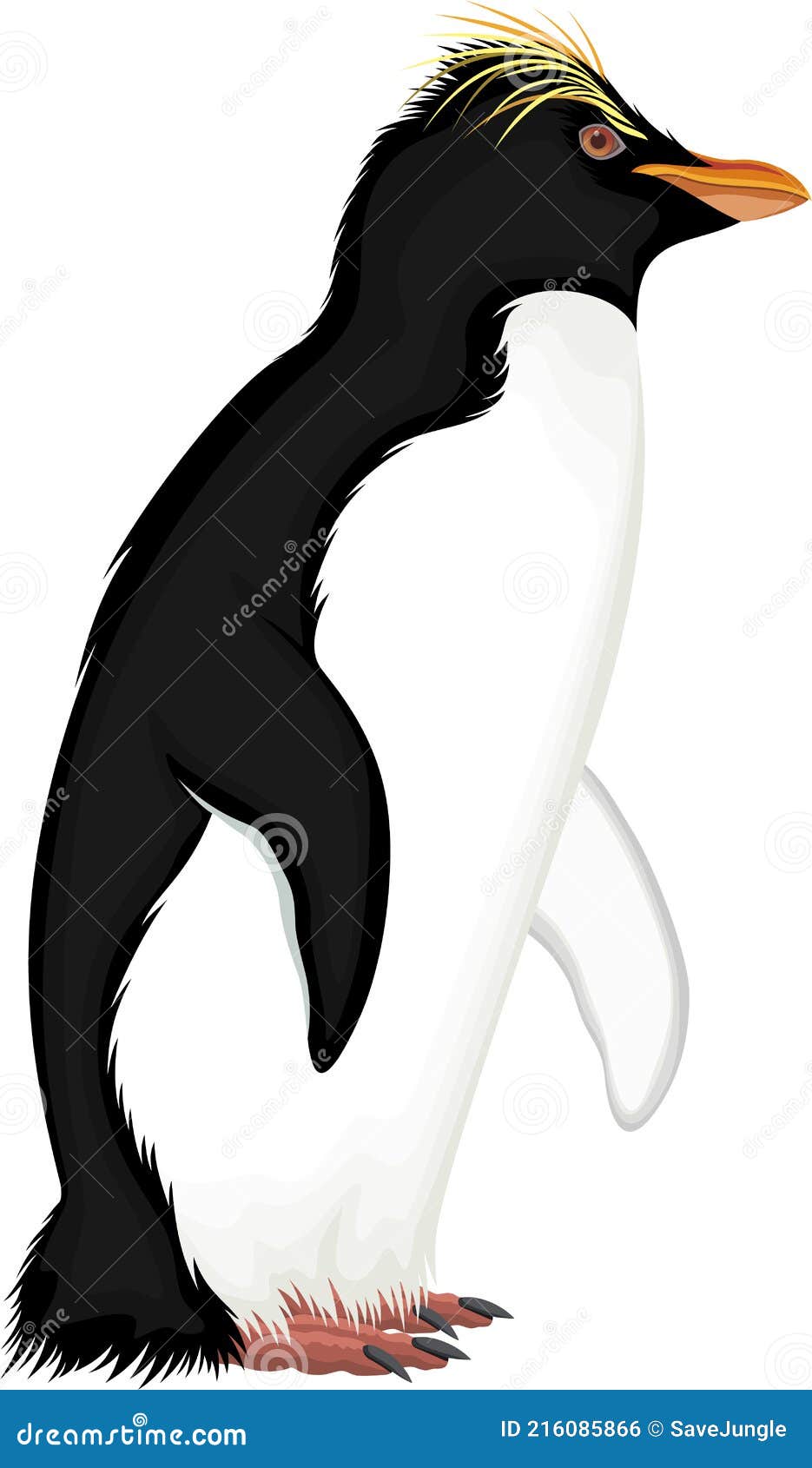 Penguin Macaroni Isolated On White Background. Cute Bird From Arctic ...