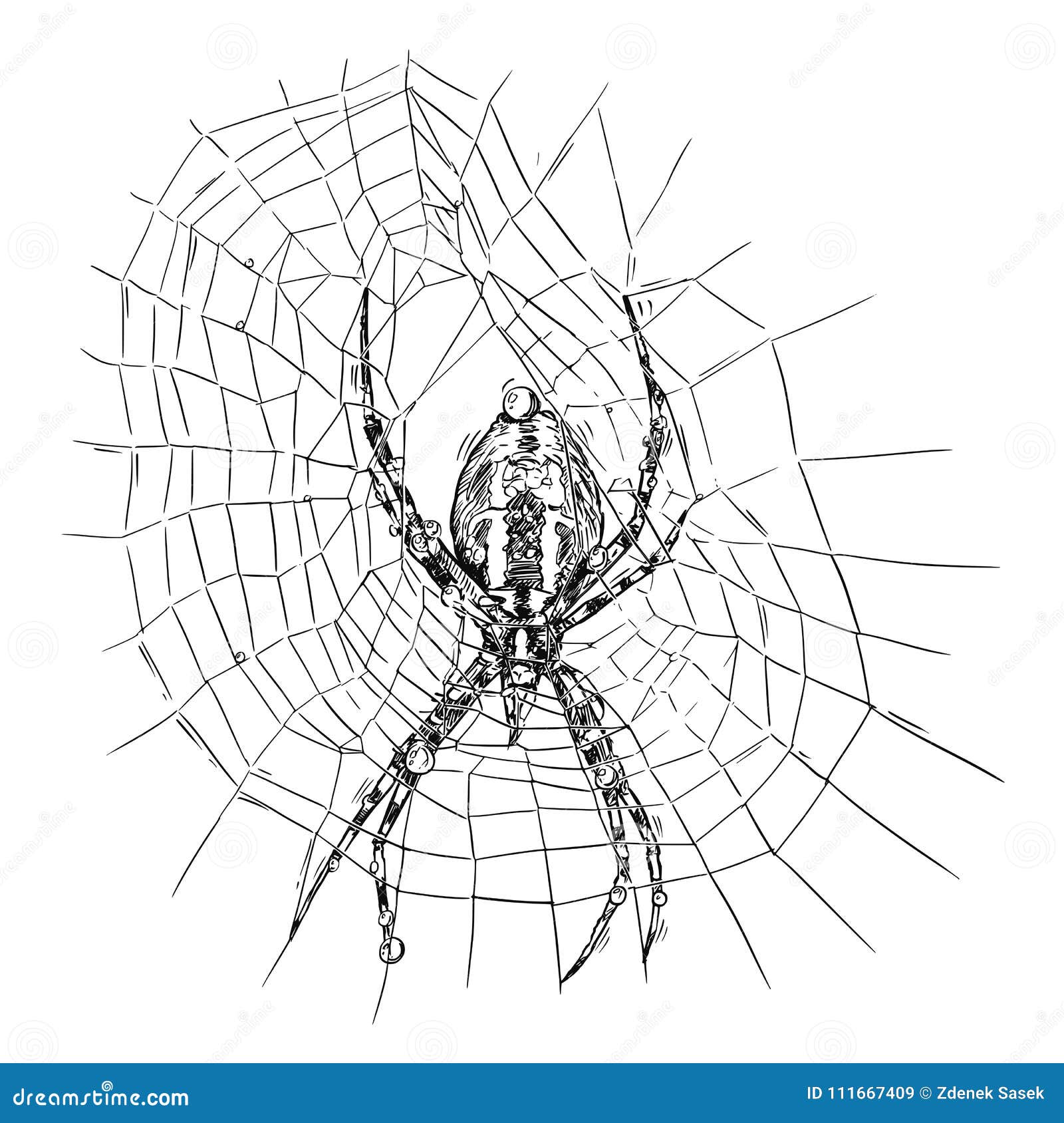 Vector Hand Drawing of Wasp Spider on Net Stock Vector - Illustration ...