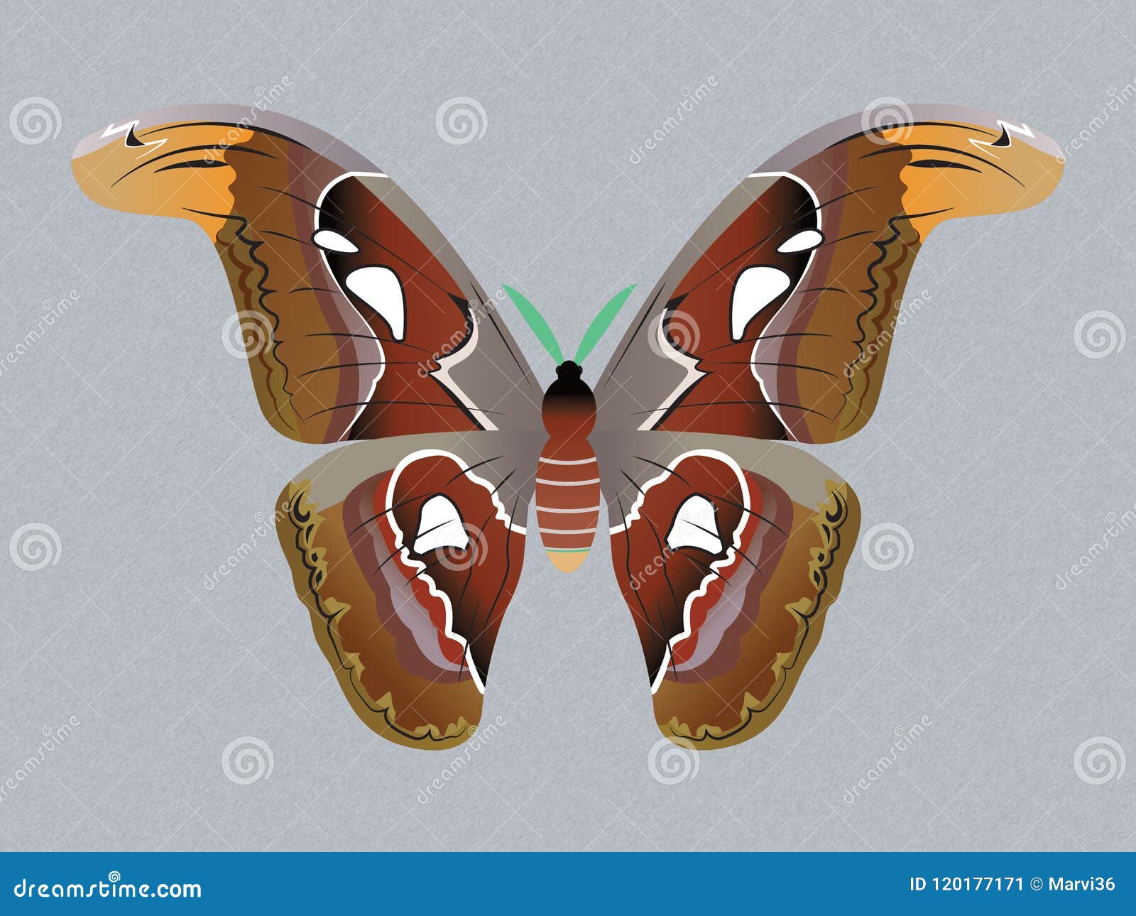 Atlas Moth Royalty-Free Stock Photo | CartoonDealer.com #2463141