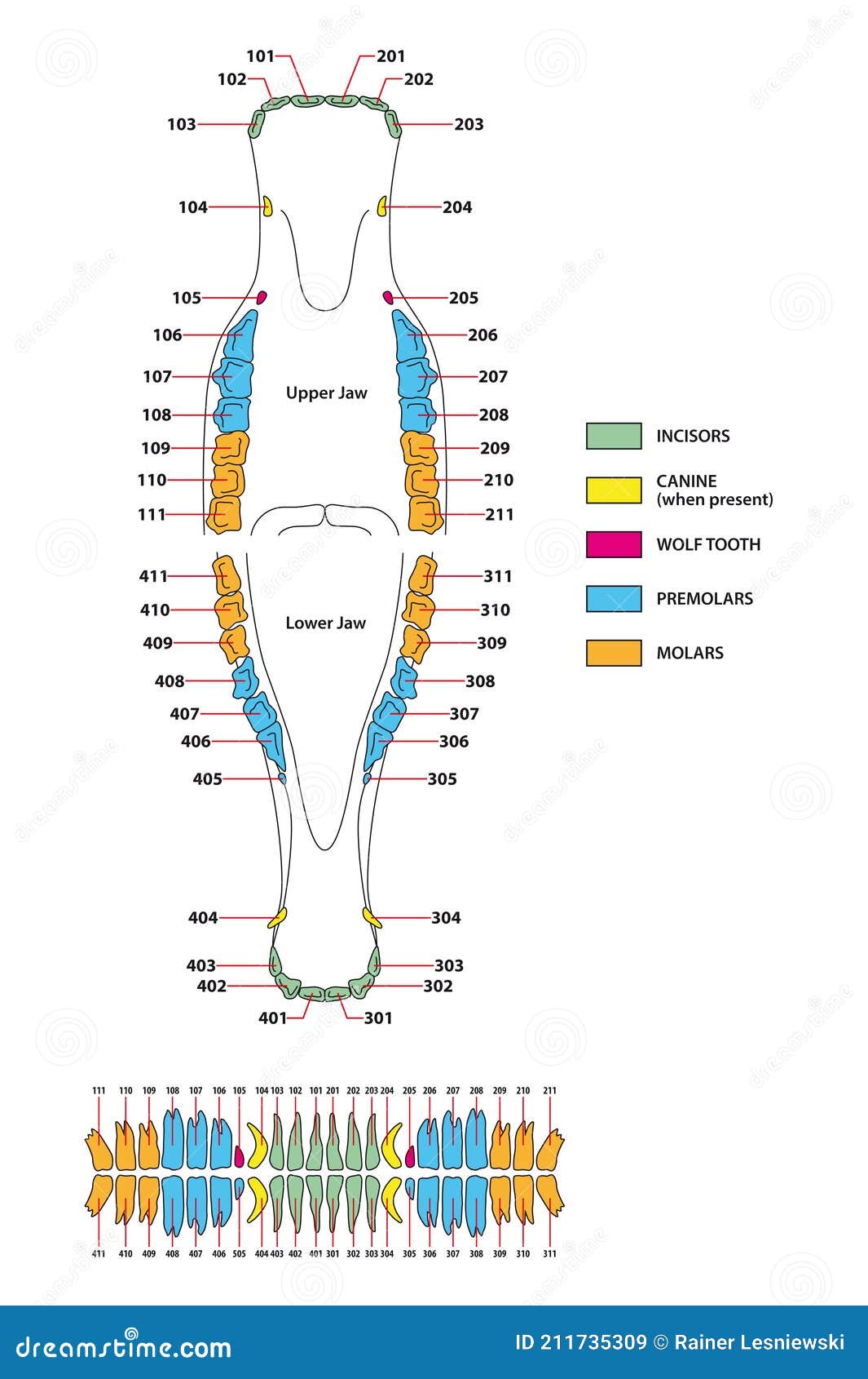 Permanent Dentition, Vintage Illustration Cartoon Vector ...