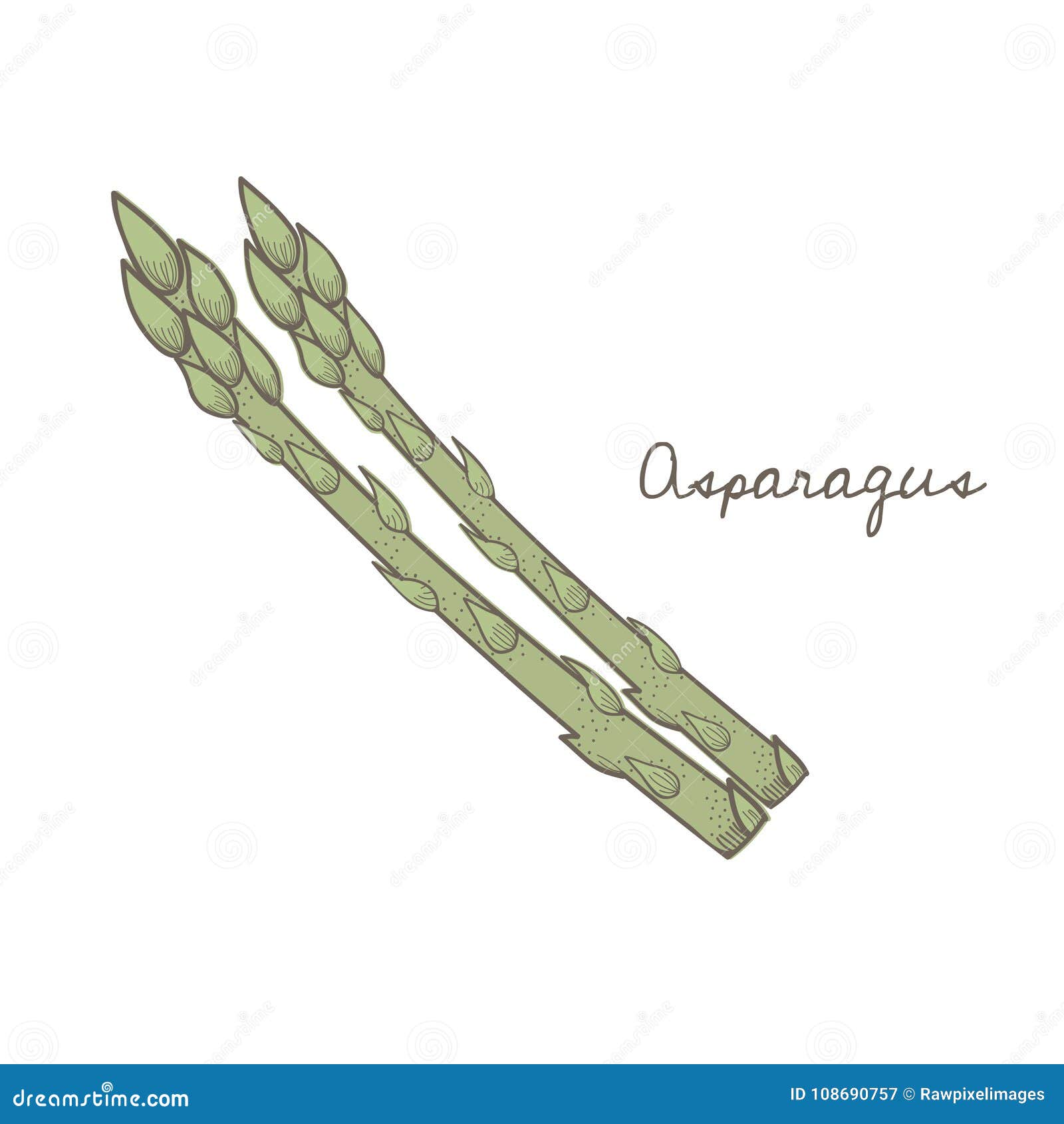 Vector Asparagus Outline Icon. Modern Infographic Logo And Pictogram ...