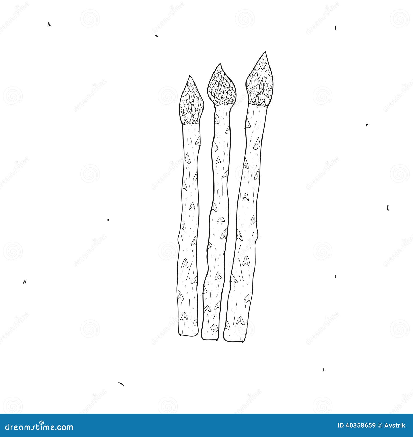 Vector asparagus sketch. stock vector. Illustration of drawn - 40358659