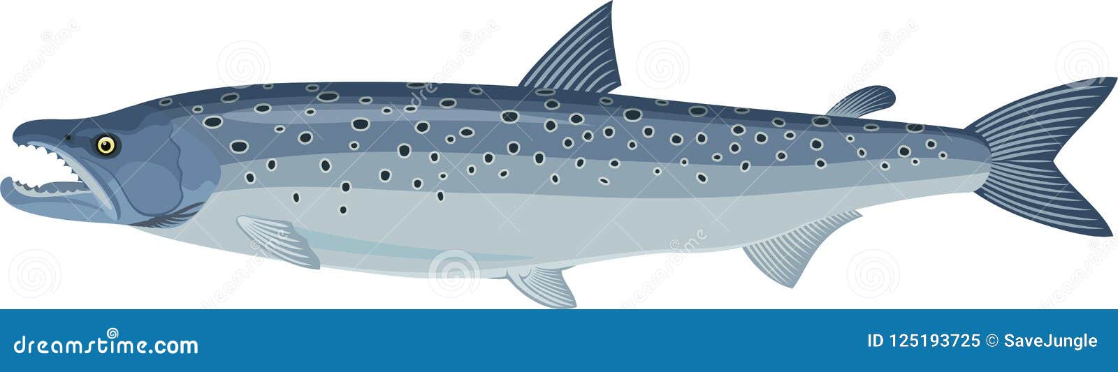 Vector Atlantic Salmon Logo | CartoonDealer.com #181419309