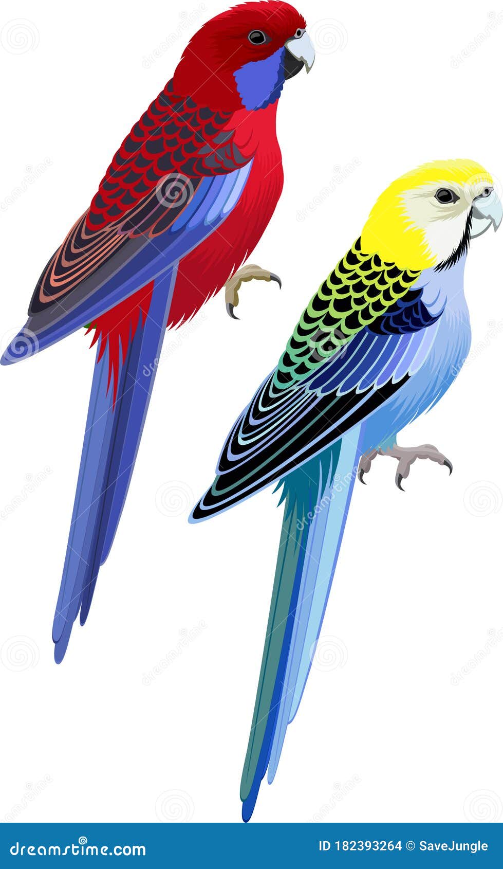 Vector Australia Parrots Pale-headed Rosella and Crimson Rosella Stock ...
