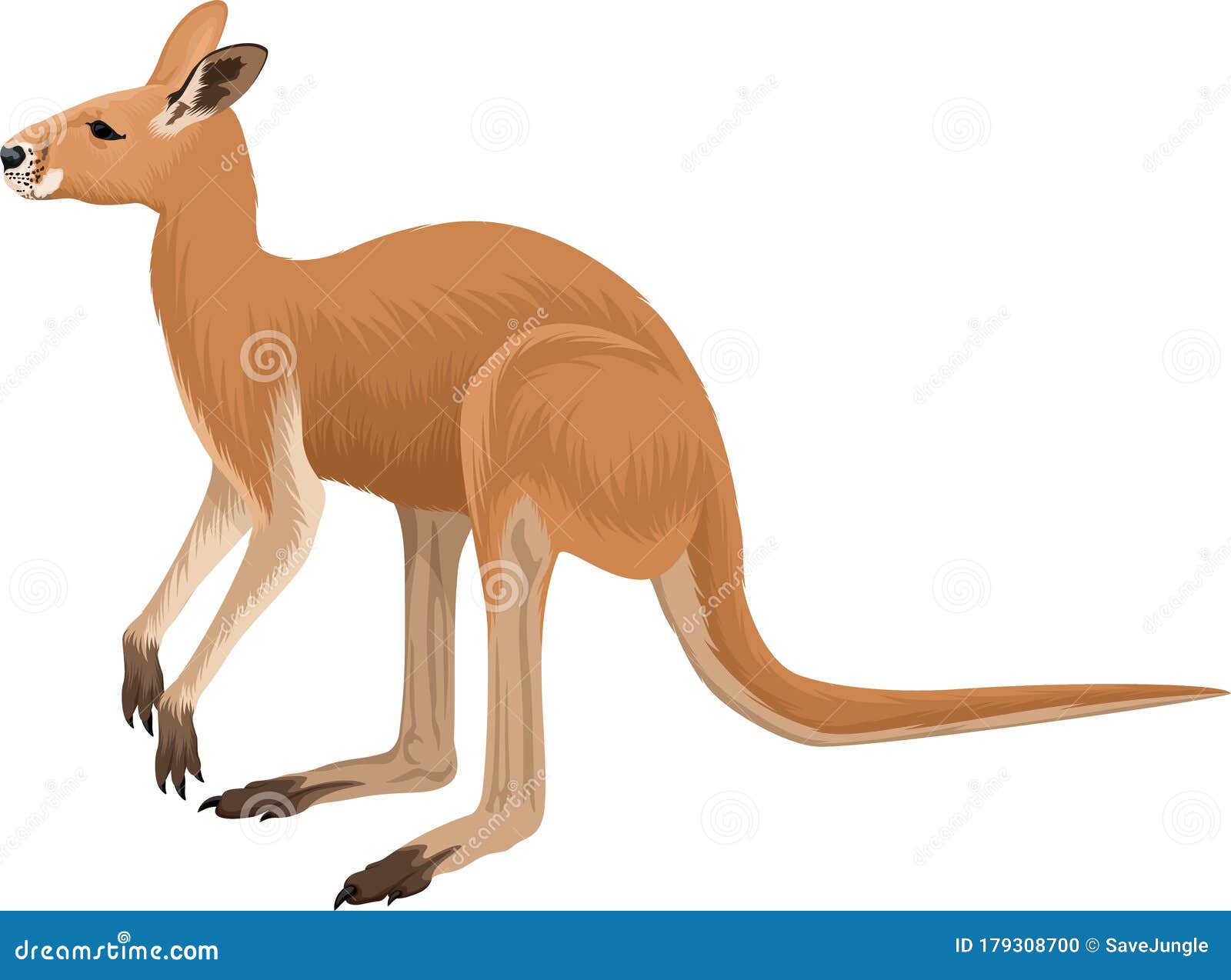 Vector Australian Red Kangaroo Illustration | CartoonDealer.com #179308700