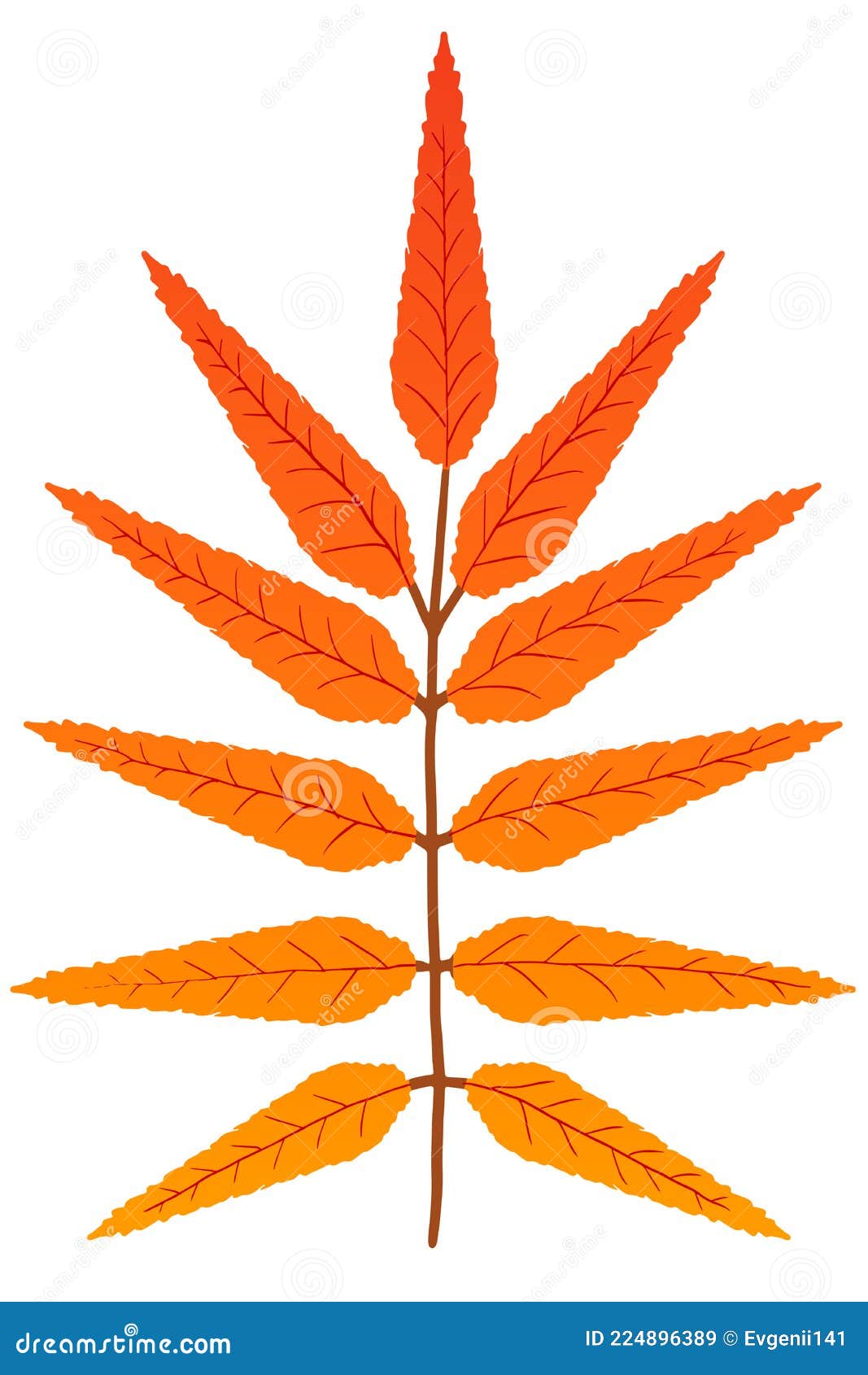 Vector Autumn Orange Leaf Isolated on White Background Stock Vector ...