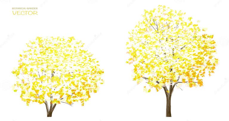 Vector of Autumn Tree or Forest Side View Isolated on White Background ...