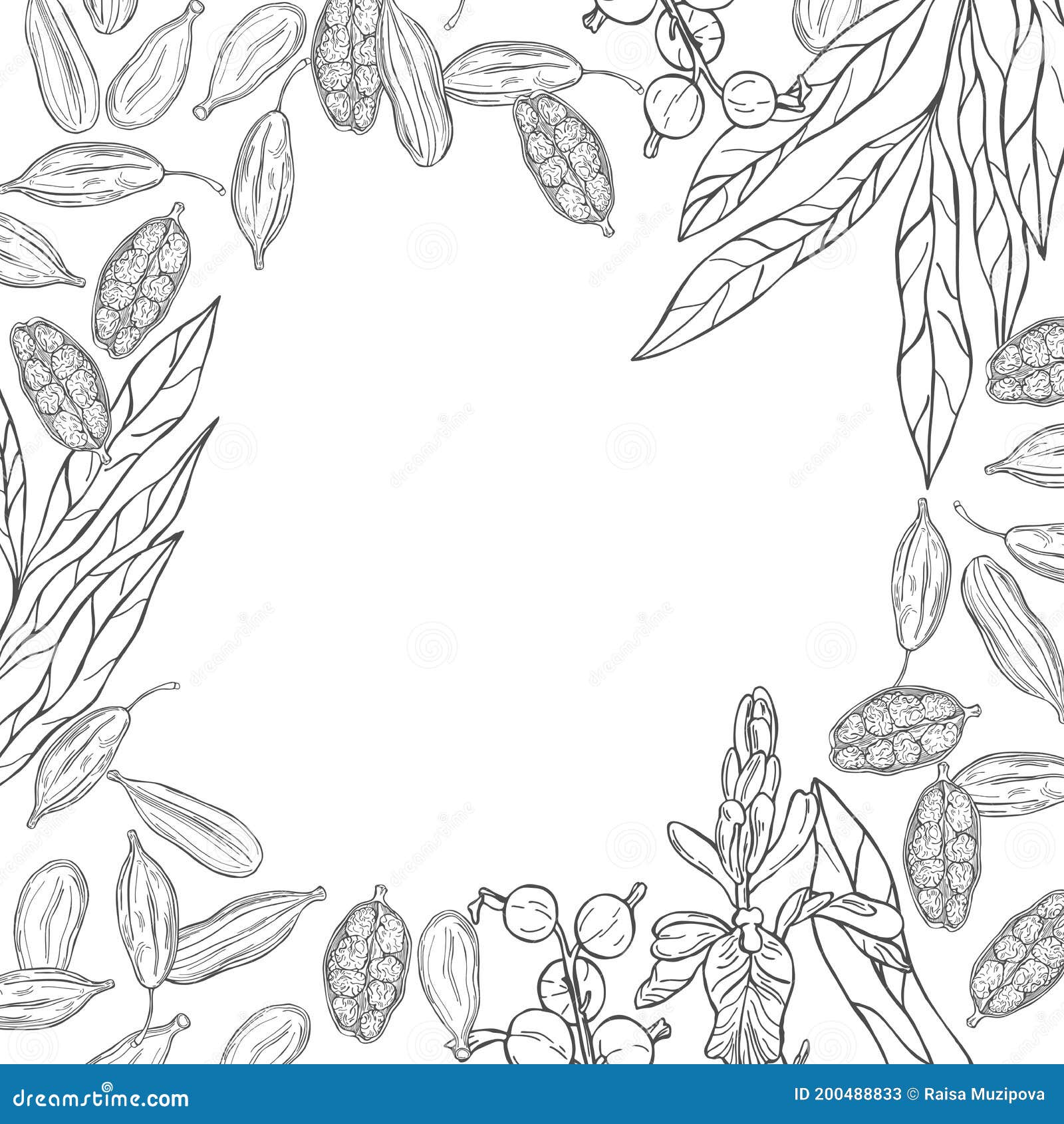 Cardamom Sketch On Watercolor Paint. Hand Drawn Ink Illustration Of ...