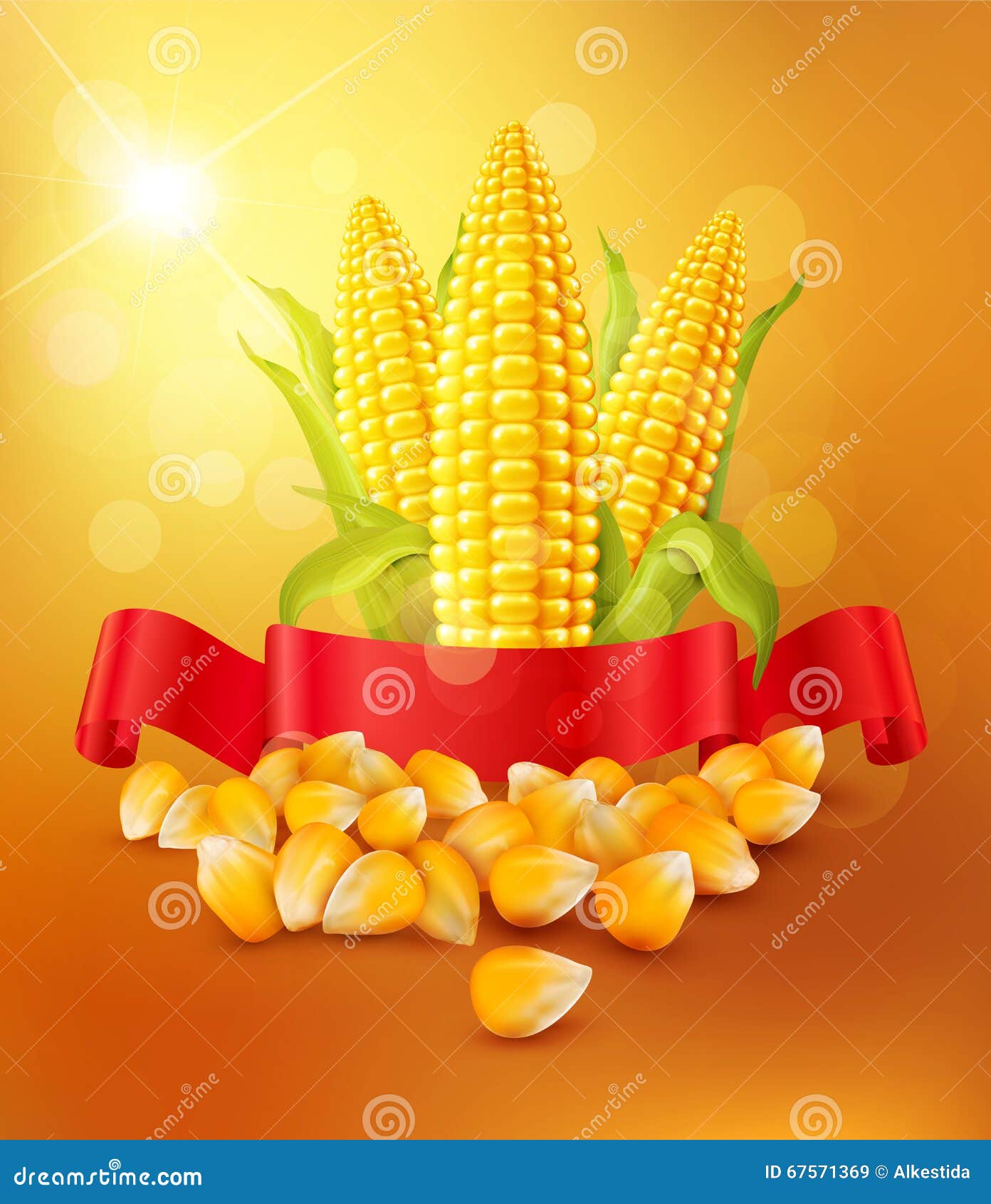 Vector Background With Grains And Cobs Of Corn And Red Ribbon ...