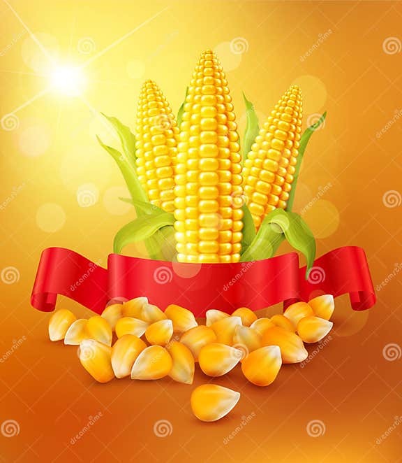Vector Background with Grains and Cobs of Corn and Red Ribbon Stock ...