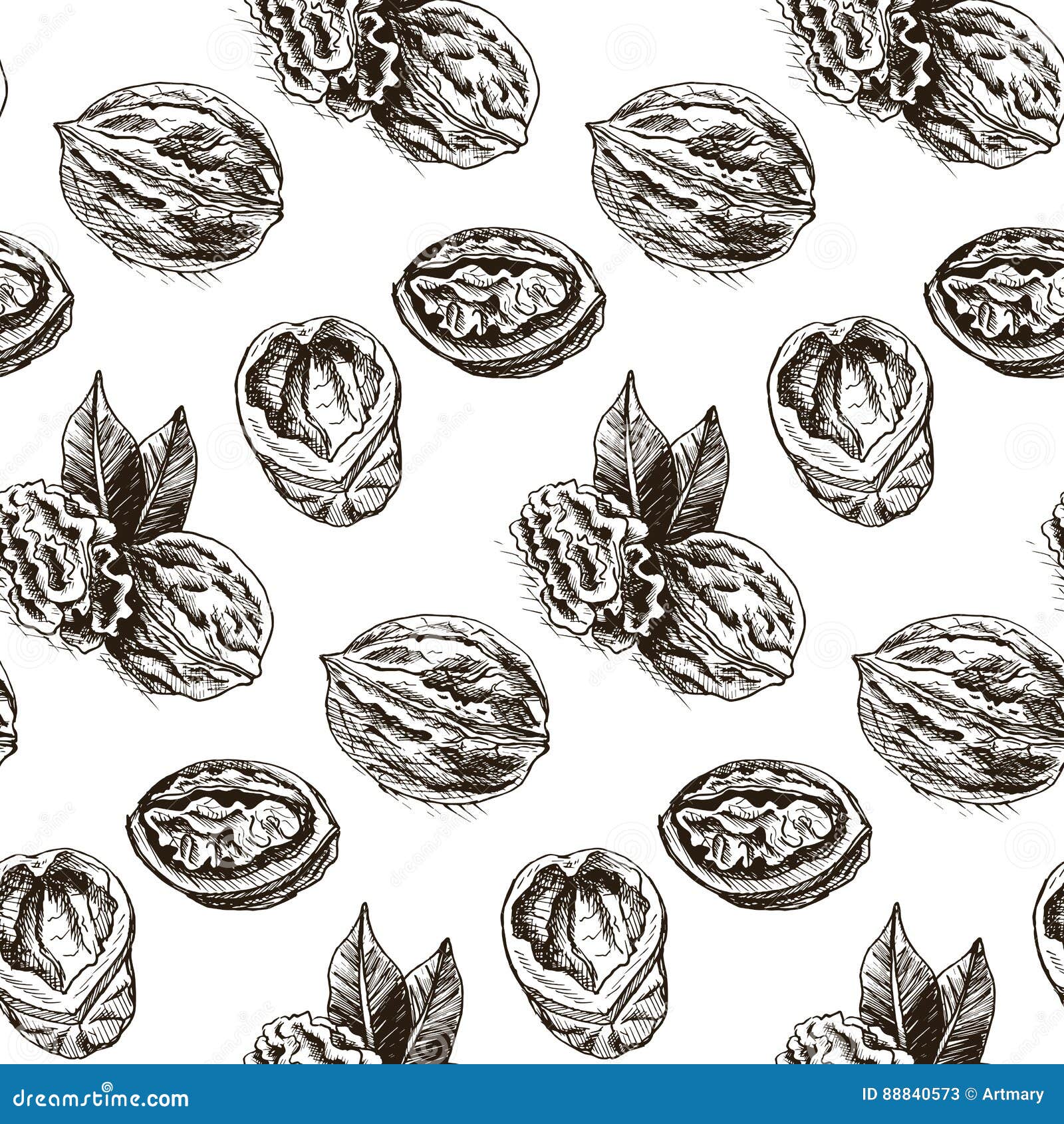 Vector Background Sketch Walnuts. Stock Illustration - Illustration of ...