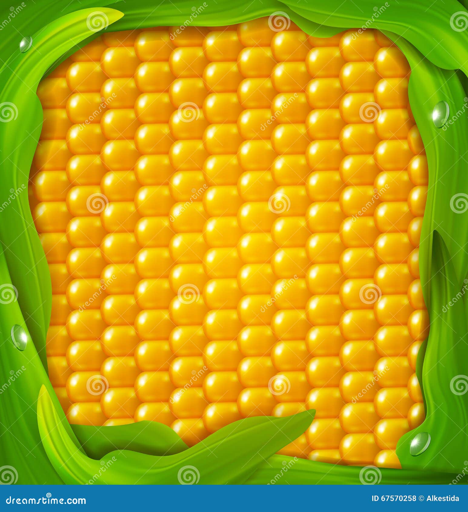 Corn Cob In A Green Husk Isolated On White Background. Sweet Golden ...