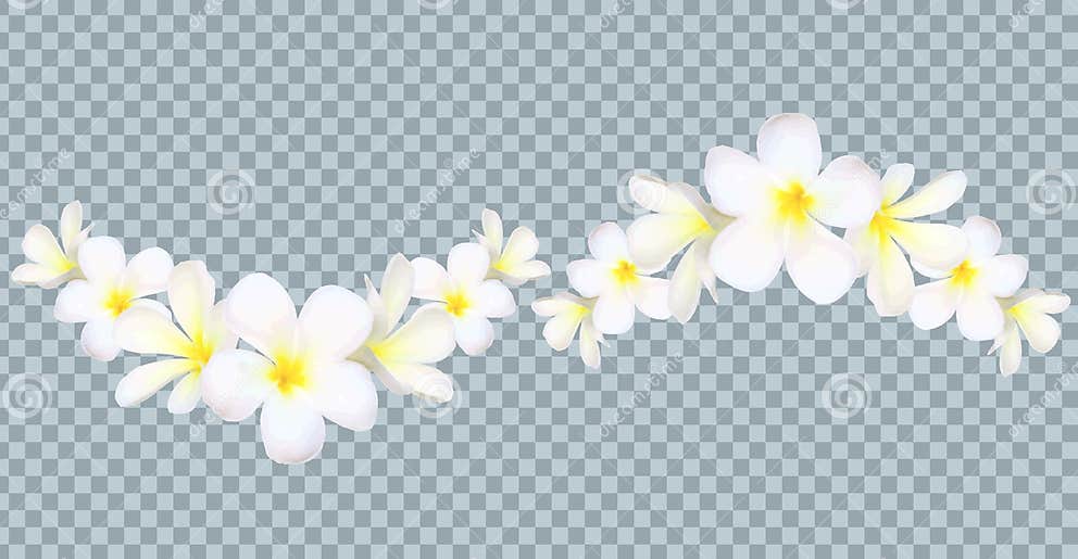 Vector Bali Flowers Border on Transparency Grid Background Stock Vector ...