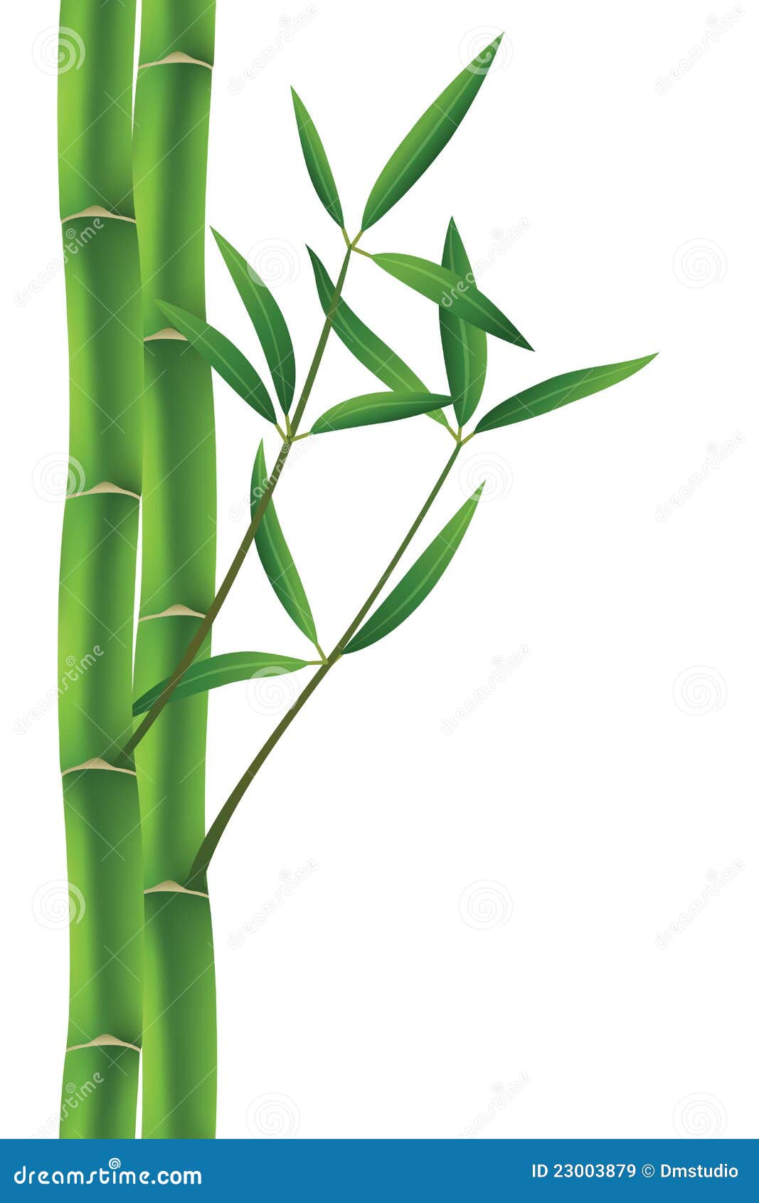 Vector bamboo branches stock vector. Illustration of decor - 23003879