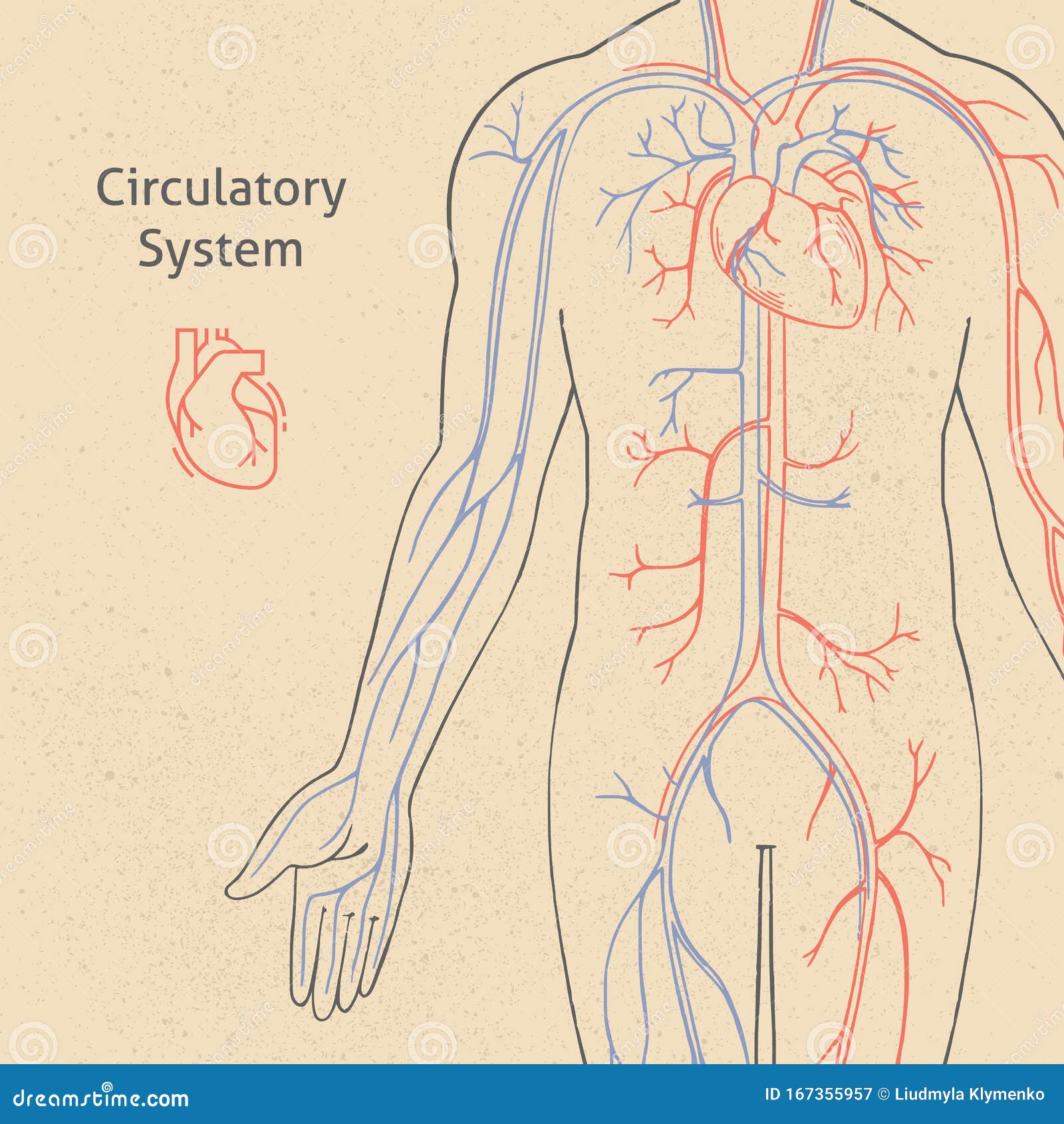 Vector Banner Template with Human Circulatory System Drawn in Retro ...