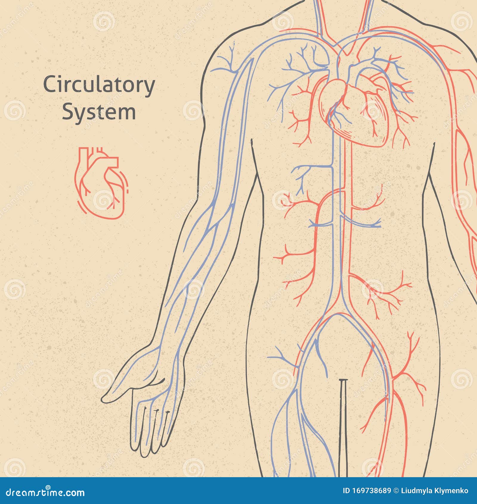 Vector Banner Template with Human Circulatory System Drawn in Retro ...