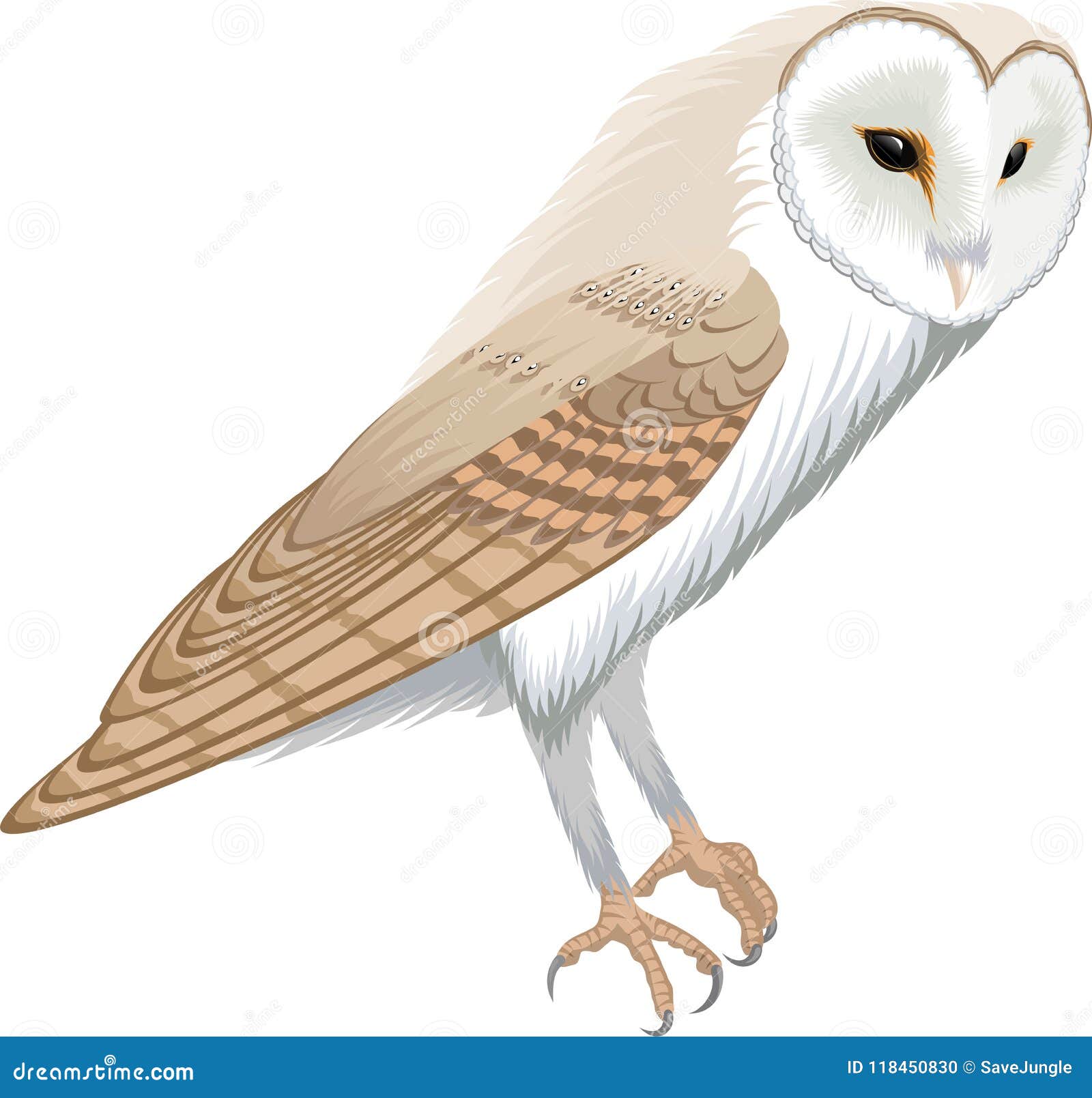 Vector Barn Owl - Tyto Alba Stock Vector - Illustration of alert, grey ...