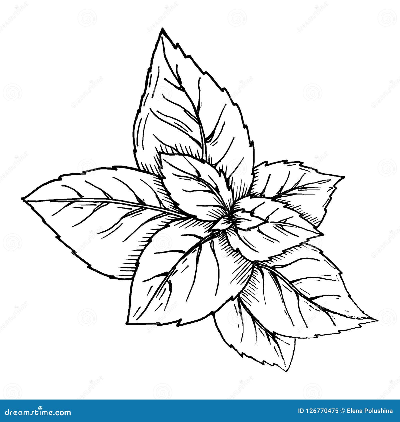 Vector Basil Leaves Isolated On White Background, Black Outline ...