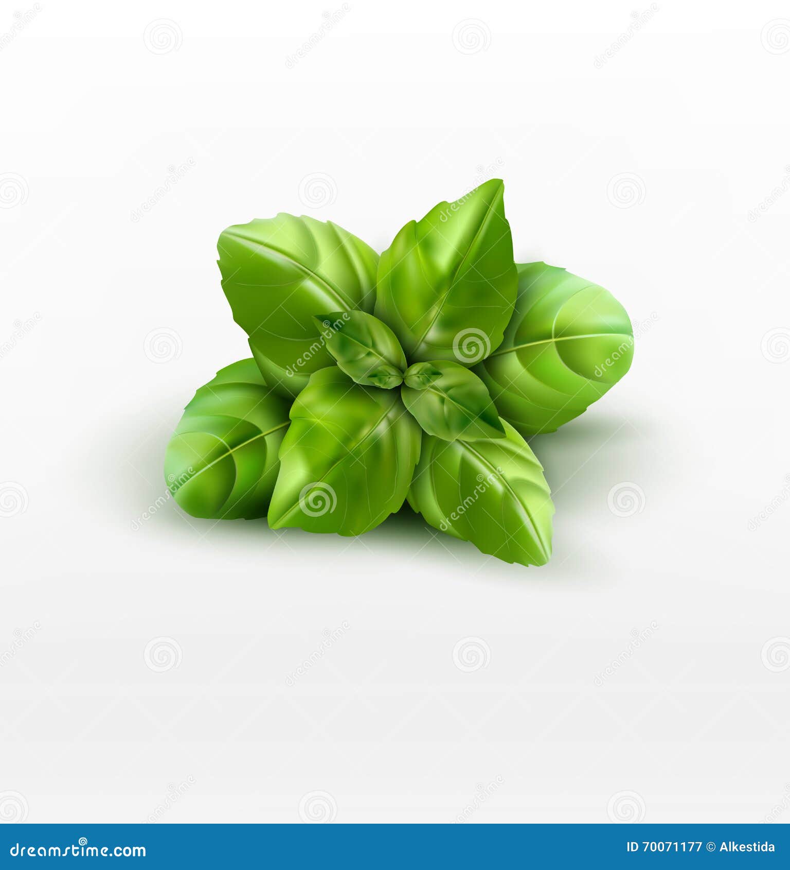 Set Of Basil Leaves. Different Types Of Basil. Vector Illustration ...