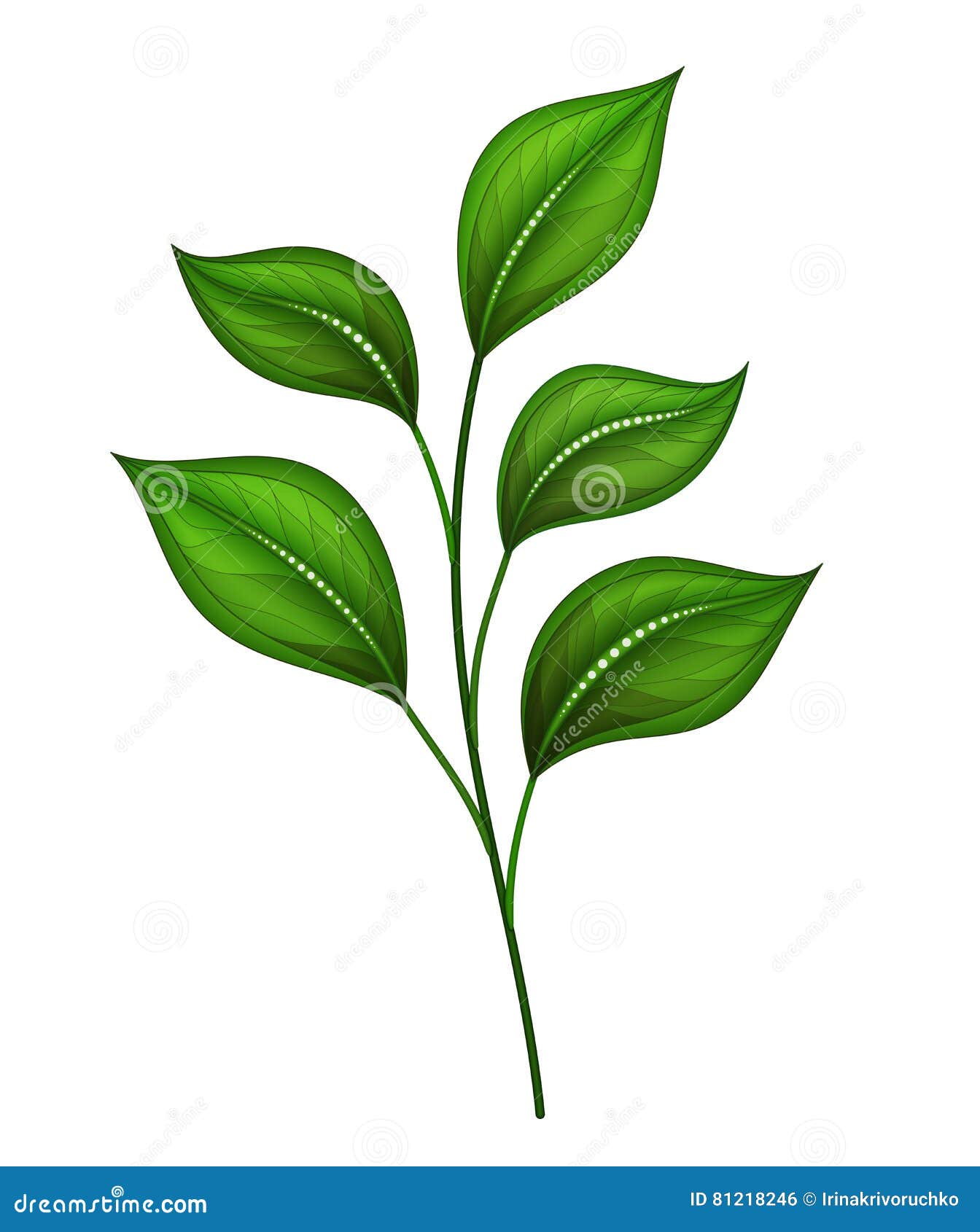 Vector Beautiful Leaf stock vector. Illustration of blossom - 81218246