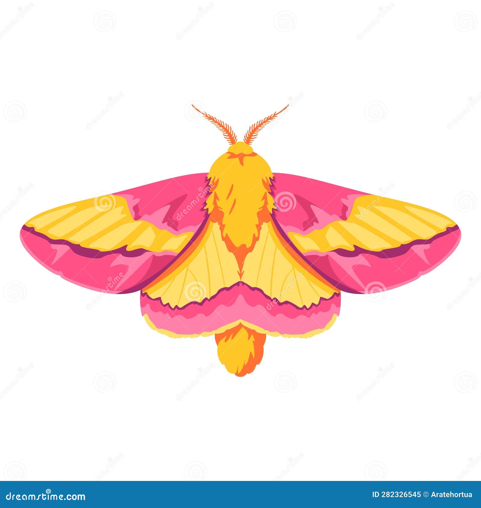 Vector Beautiful Rosy Maple Moth Cartoon Illustration Isolated Stock ...