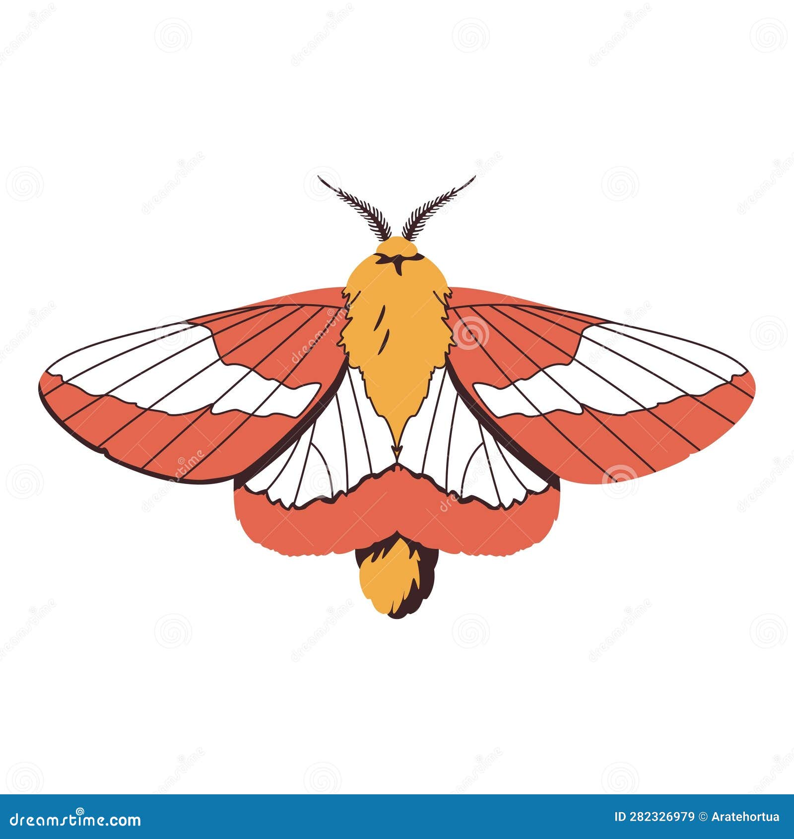 Vector Beautiful Rosy Maple Moth Cartoon Illustration Isolated Stock ...