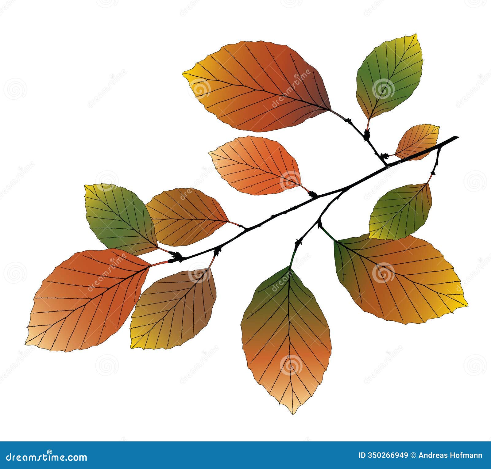 Vector Beech Branch on White Background. Stock Illustration ...